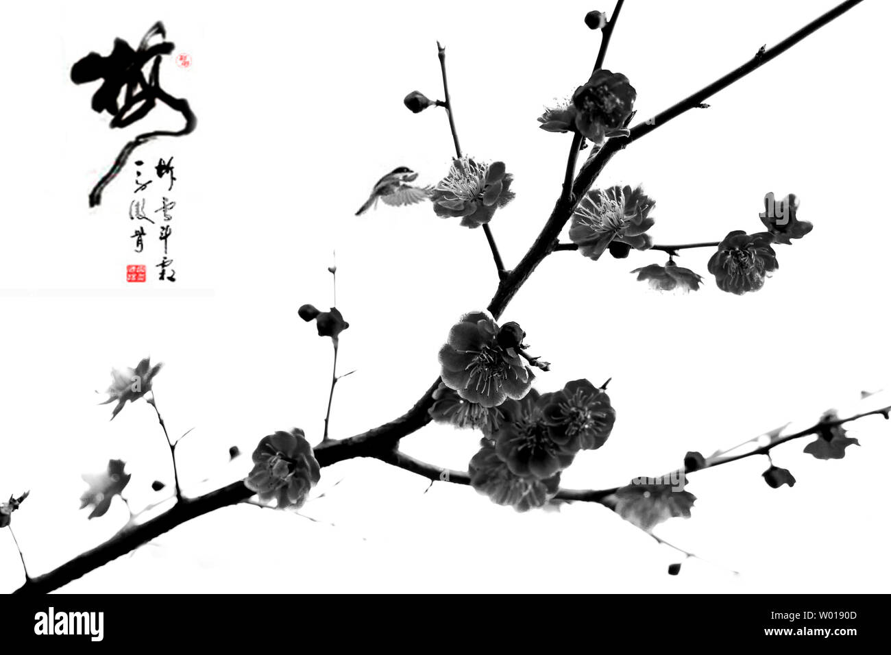 Ink plum blossoms Stock Photo - Alamy