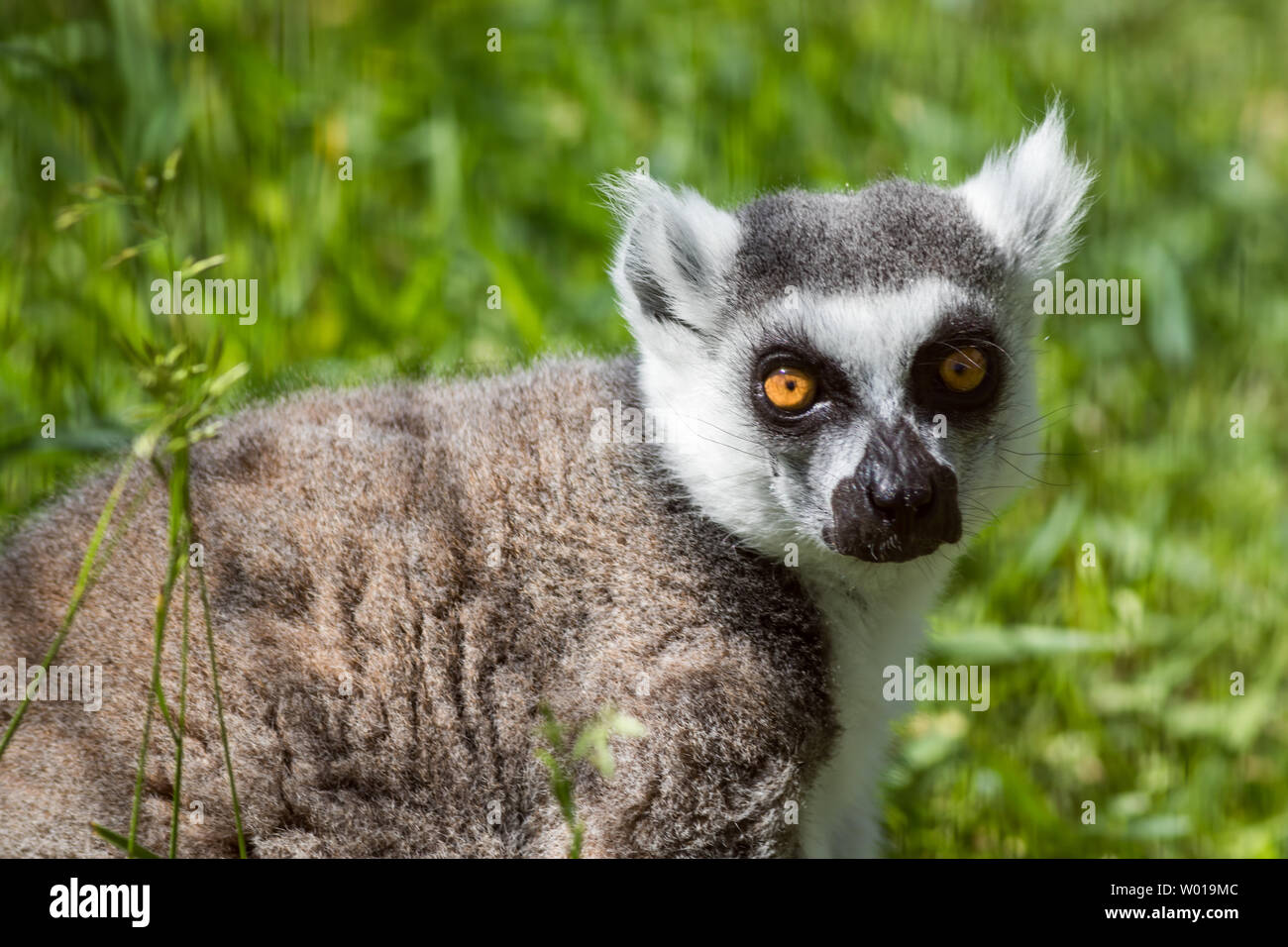 Ring-Tailed Lemur closeup portrait, Lemur catta, a large gray primate ...