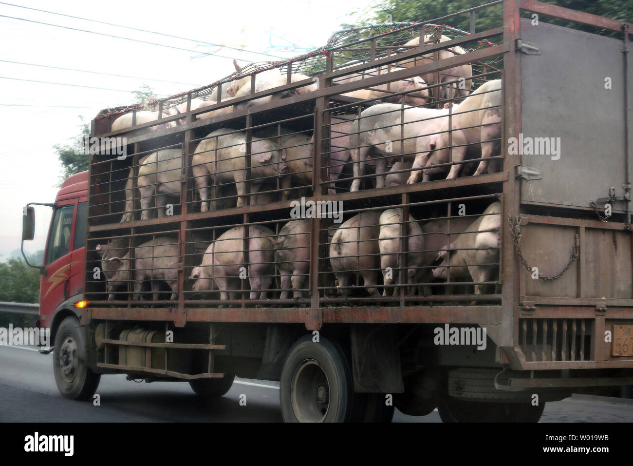 A lorry loaded with pigs heads to the slaughterhouse outside of Beijing ...