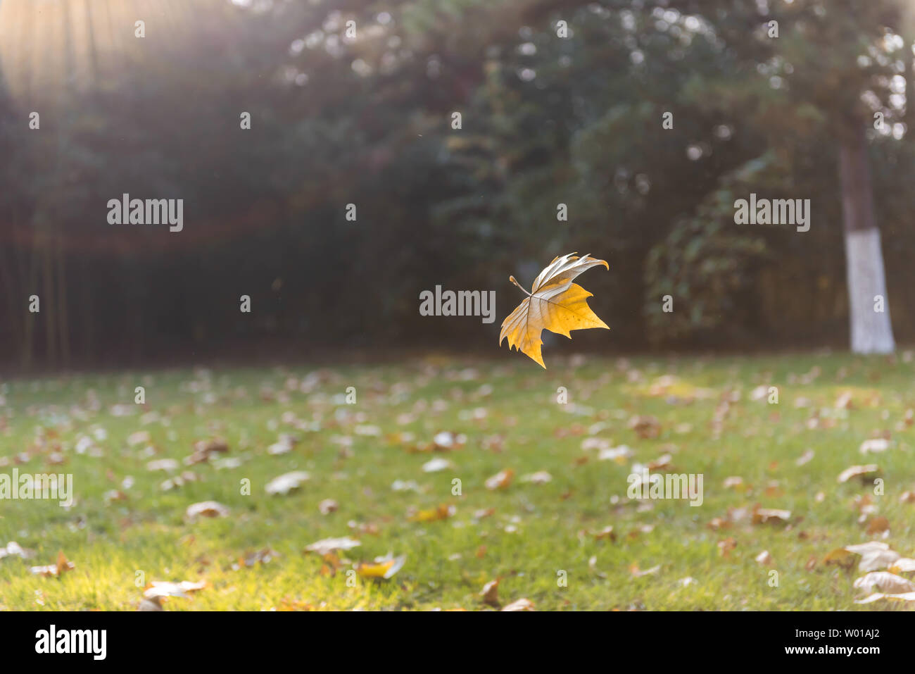 Leaves fluttering hi-res stock photography and images - Alamy