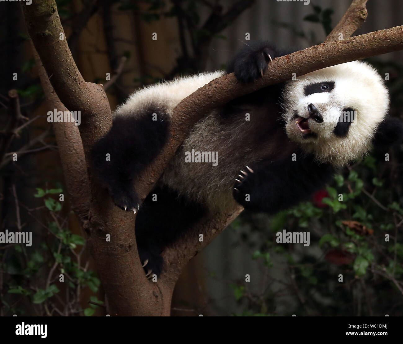 A young giant panda struggles to climb down a tree at the Panda ...