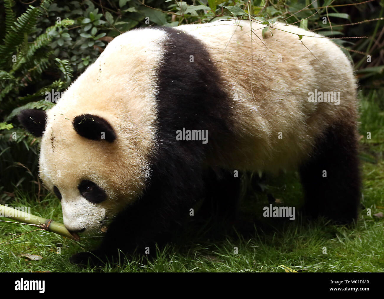 A giant panda walks around an enclosed area at the Panda Research Base ...
