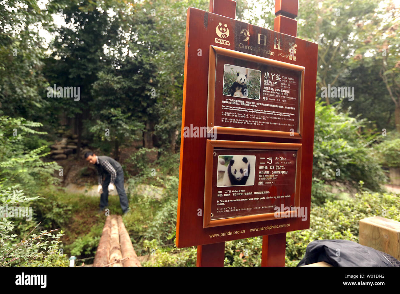 A Chinese worker adjusts a wood bridge in the enclosure of giant pandas ...