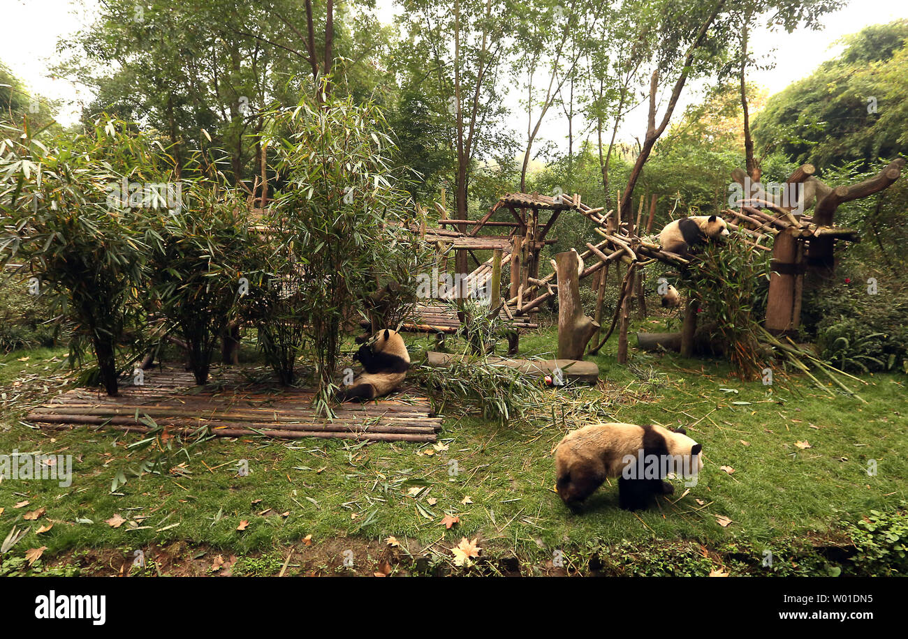 Giant pandas walk around an enclosed area at the Panda Research Base in ...