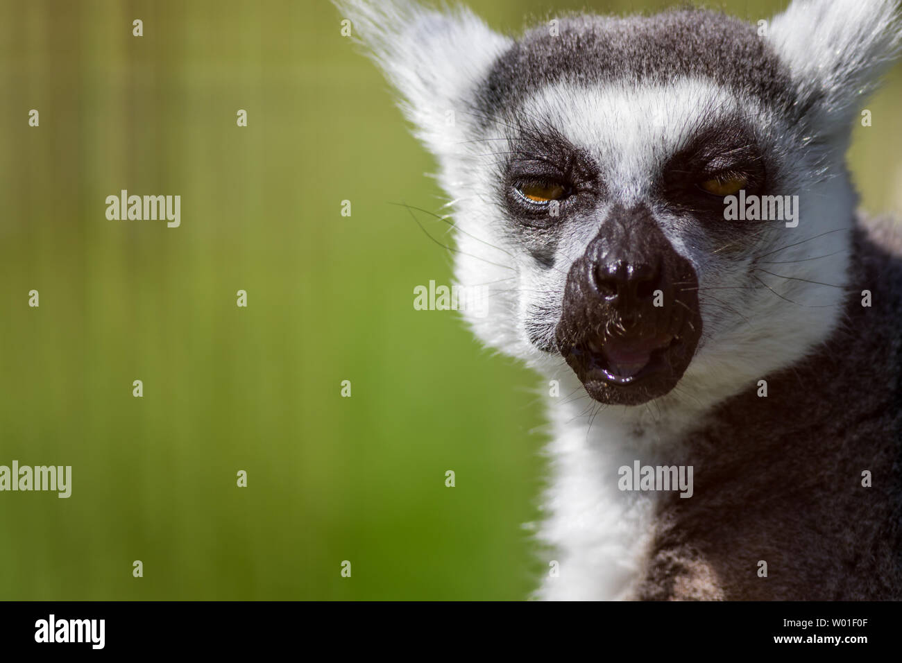 Ring-Tailed Lemur closeup portrait, Lemur catta, a large gray primate ...