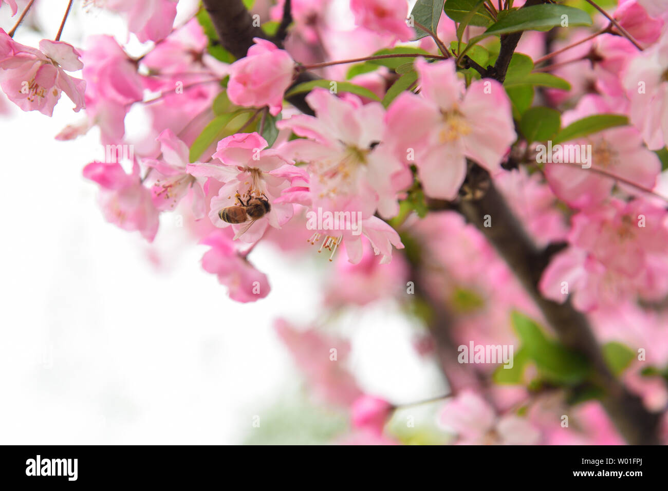 Spring is here Stock Photo - Alamy
