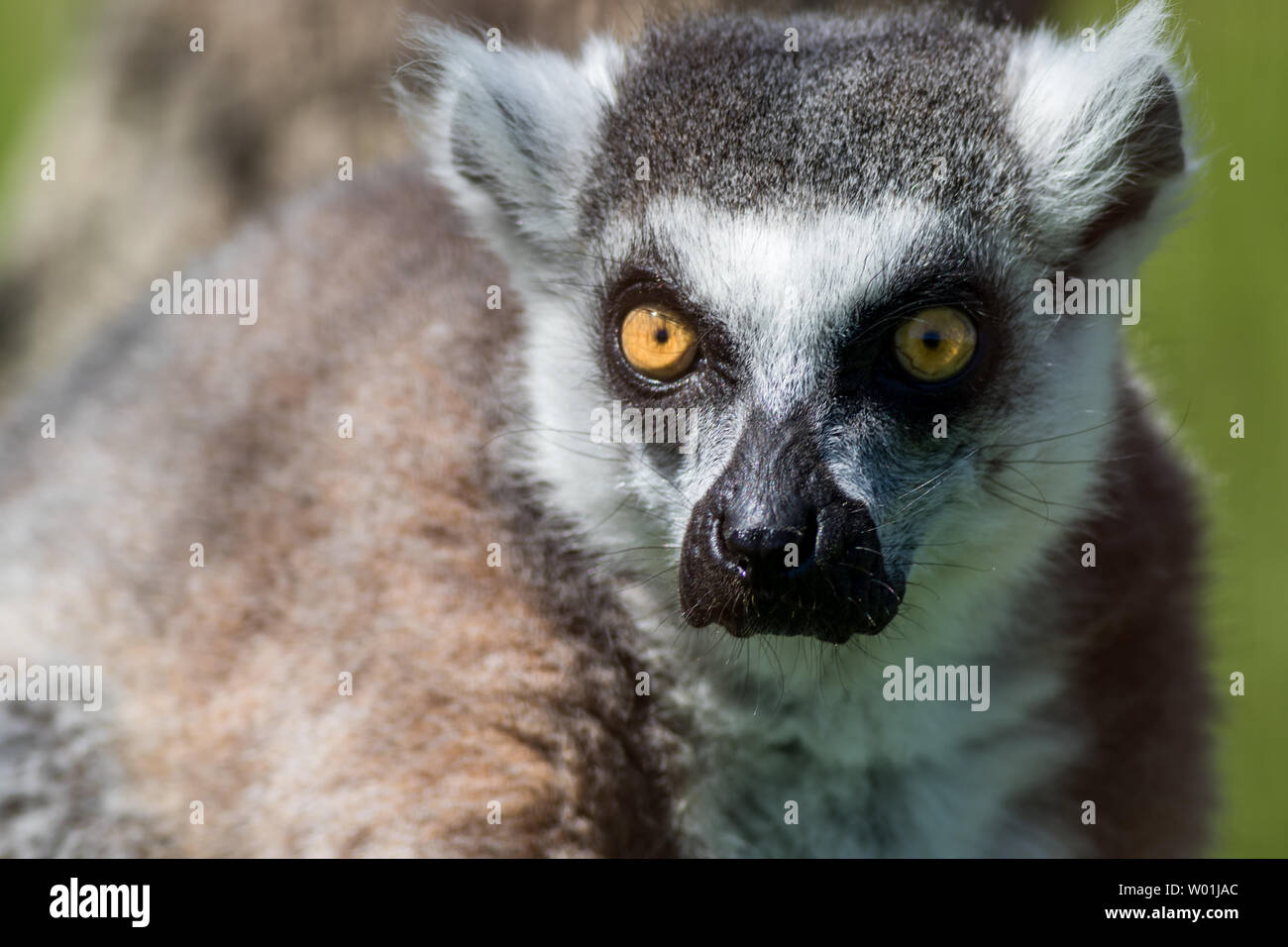 Ring-Tailed Lemur closeup portrait, Lemur catta, a large gray primate ...