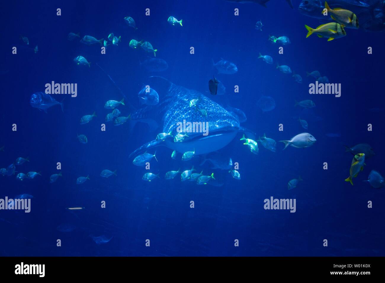 Whale shark aquarium tank hi-res stock photography and images - Alamy