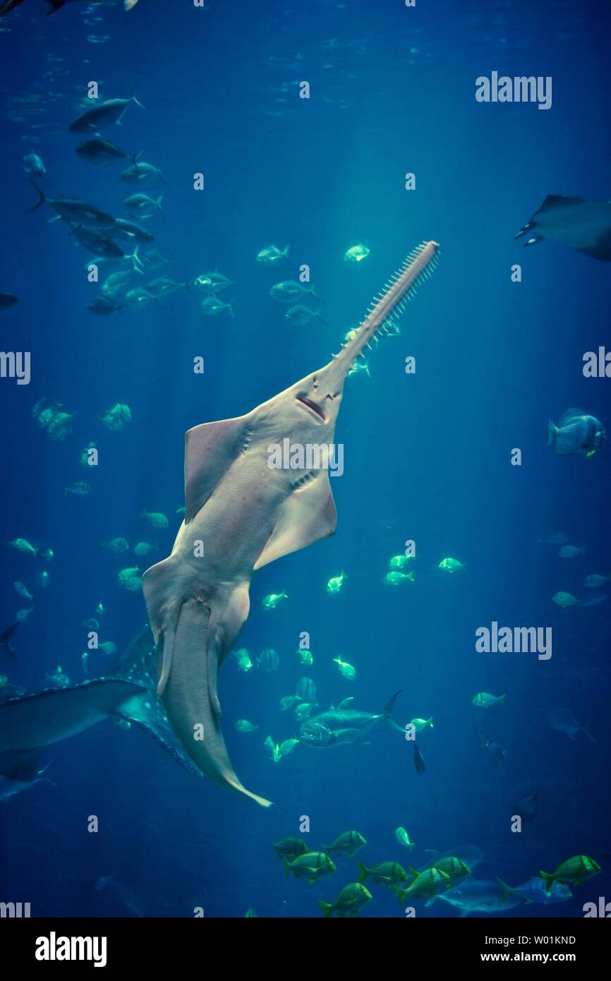 Saw fish hi-res stock photography and images - Alamy