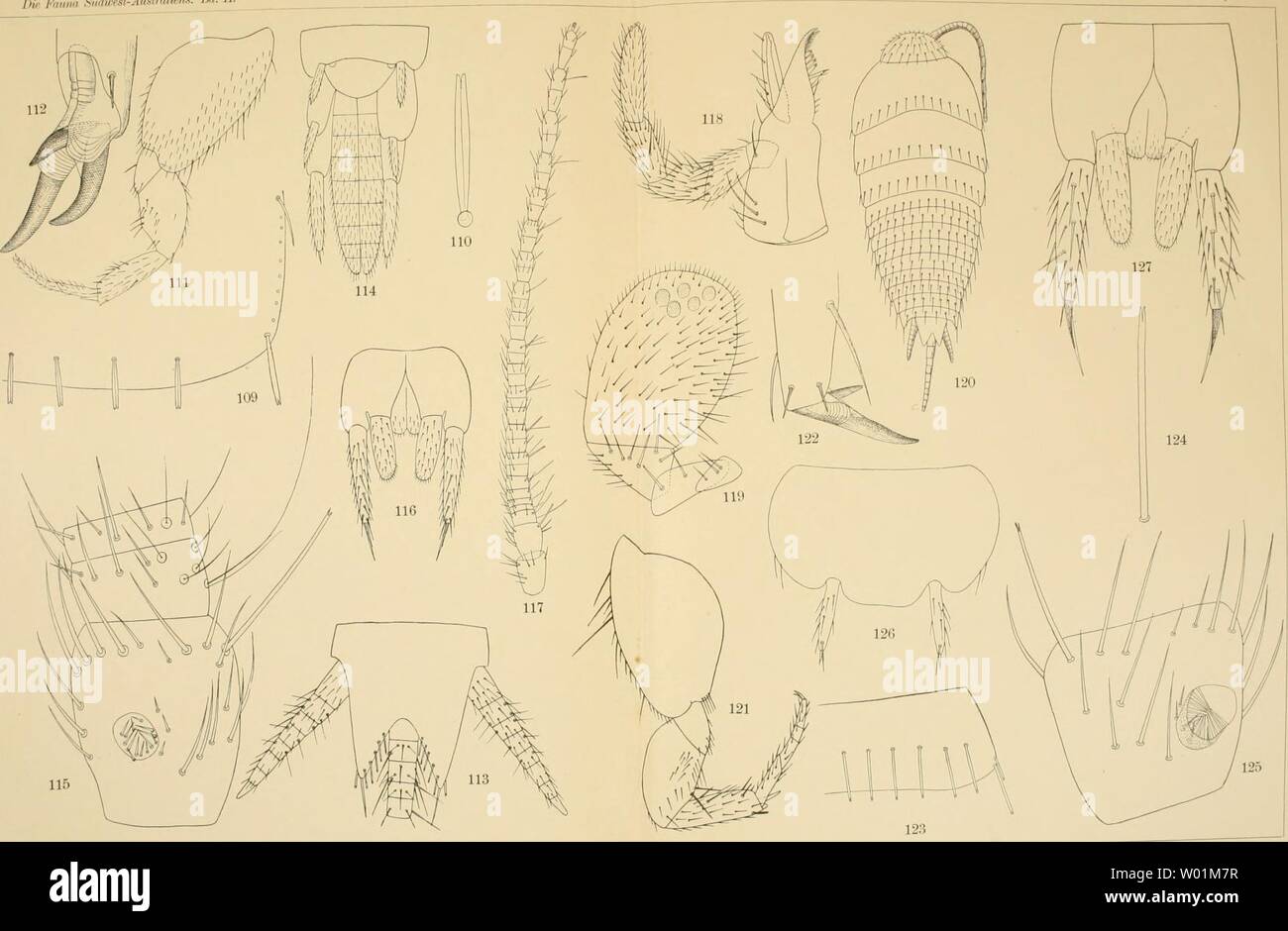 Archive image from page 92 of Die Fauna südwest-Australiens Ergebnisse ...