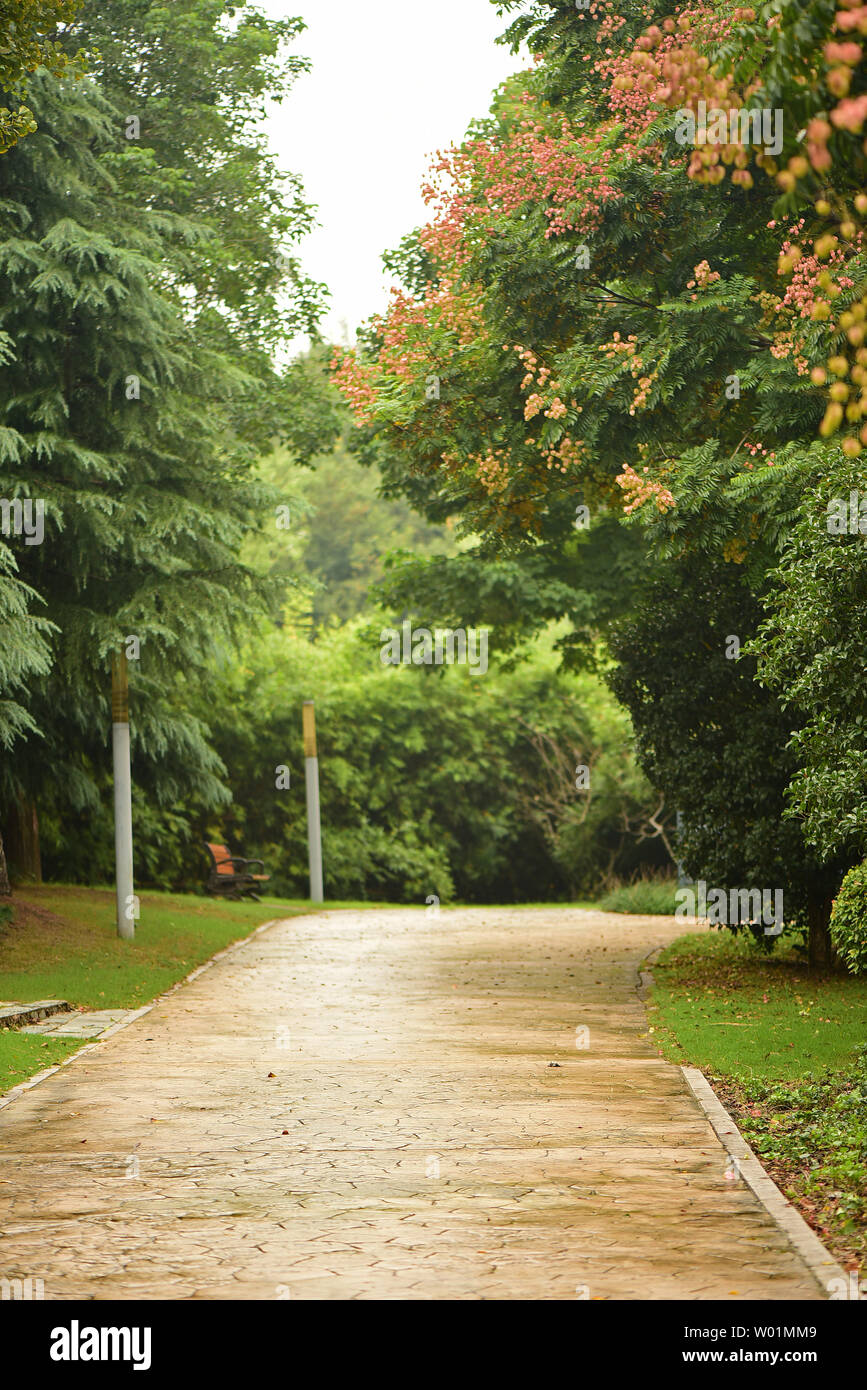 A forest path Stock Photo - Alamy