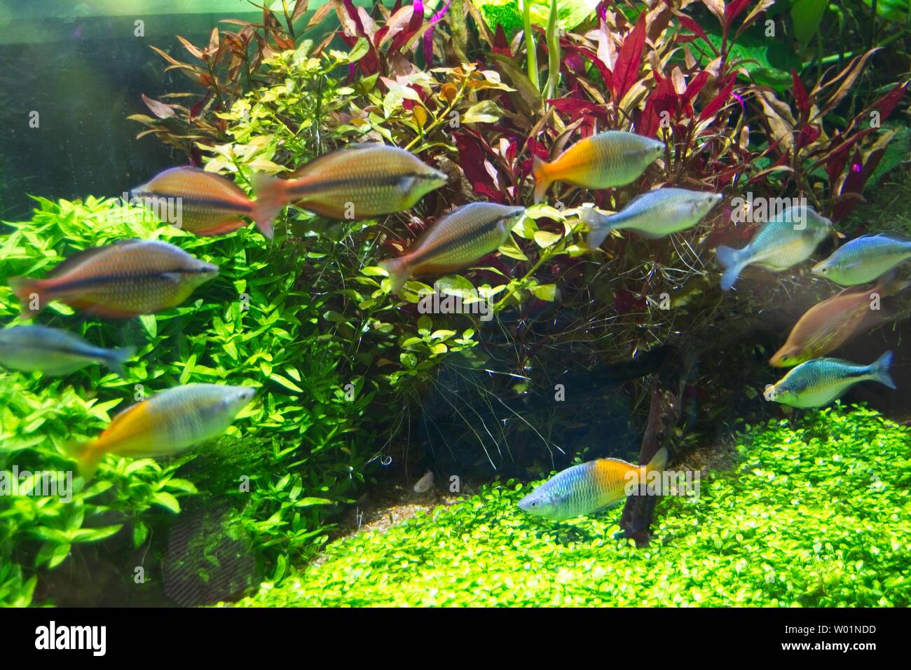 Rainbow fish hi-res stock photography and images - Alamy