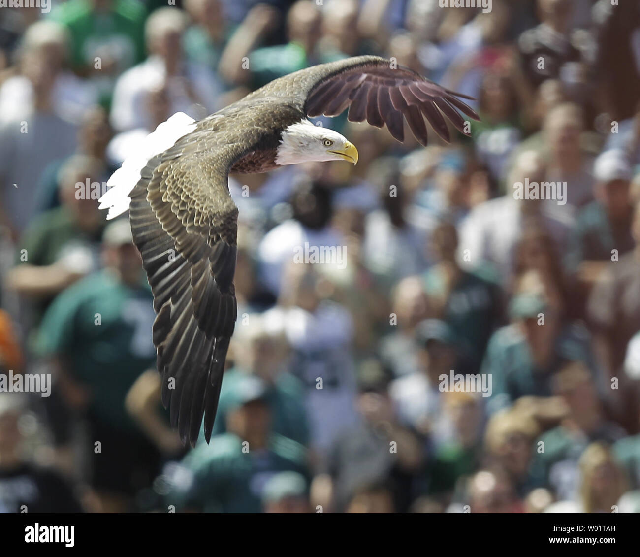 Bald eagle vs hi-res stock photography and images - Alamy