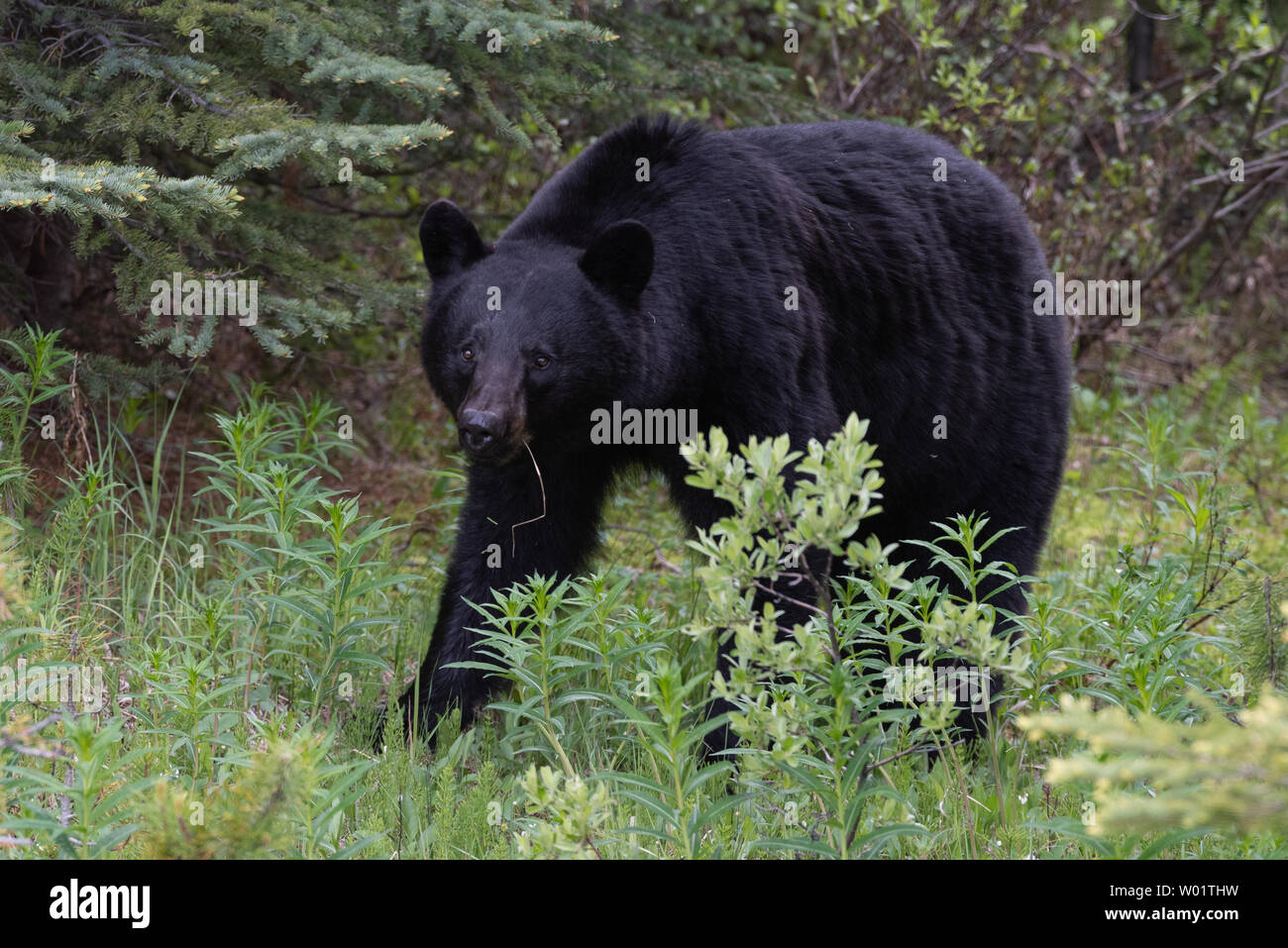 Black bear animal in foraging hi-res stock photography and images - Alamy
