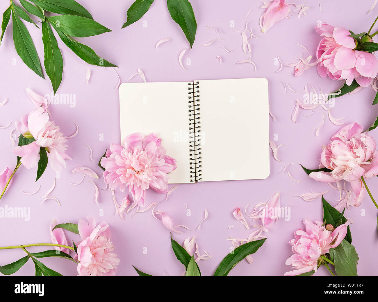 open spiral notebook with blank white pages on a purple background ...