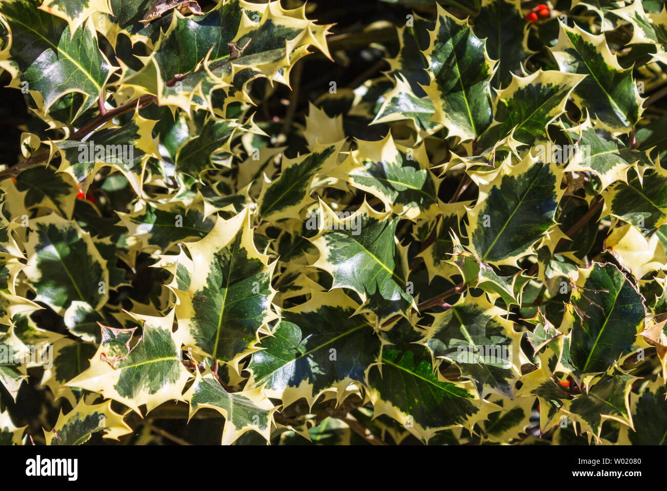 Full frame background image of Holly Leaves (lylex aquifolium Stock ...
