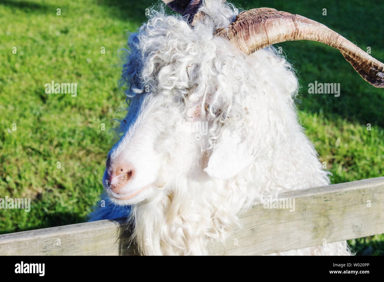 Indian Angora Goats