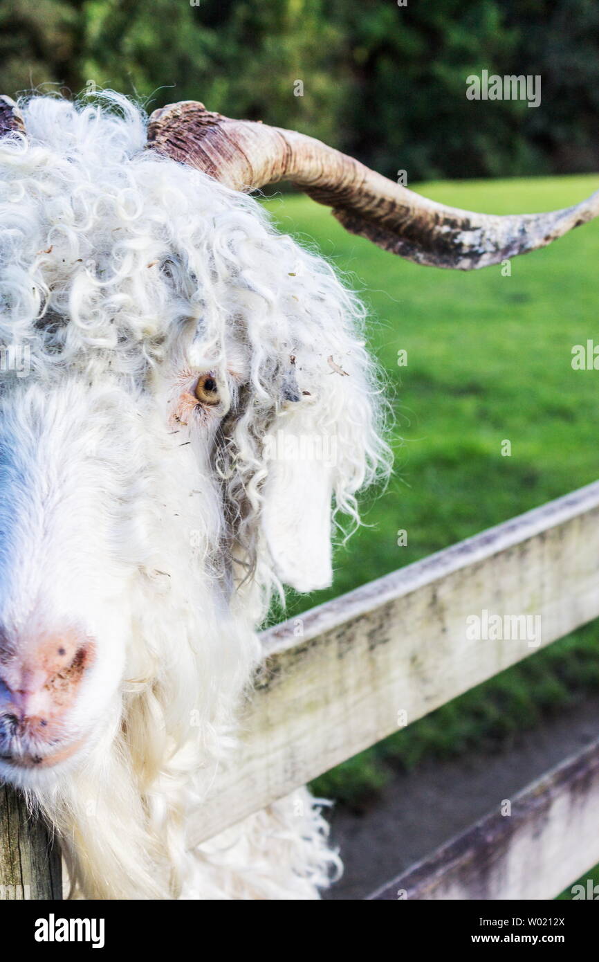 The Angora goat is a breed of domesticated goat, historically known as ...
