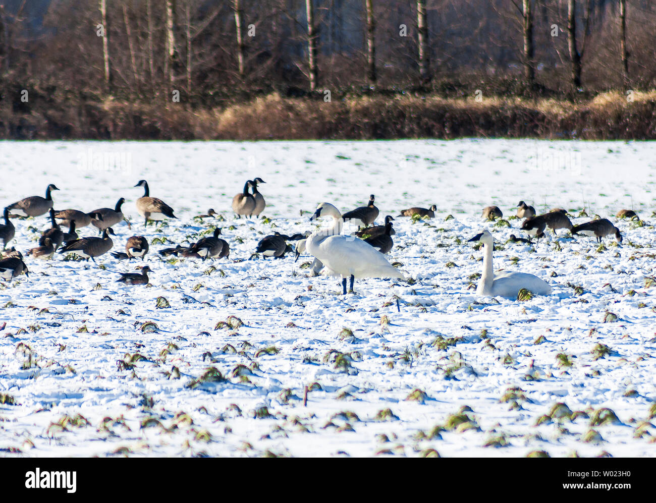 Multiple valuesBeautiful trumpeter swans mixed with Canada Geese and ...
