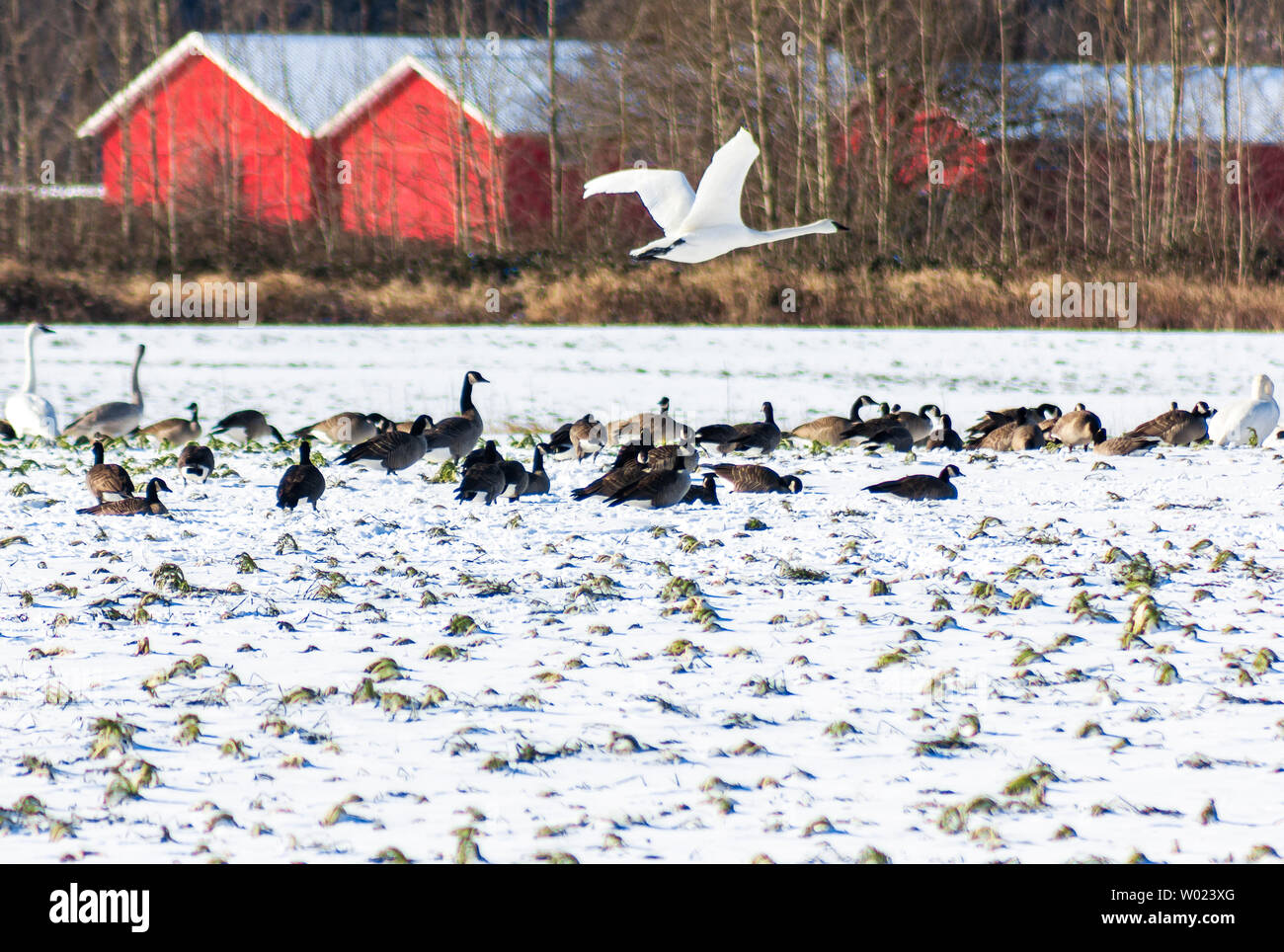 Flying, beautiful trumpeter swan flying over Canada Geese in the snow ...