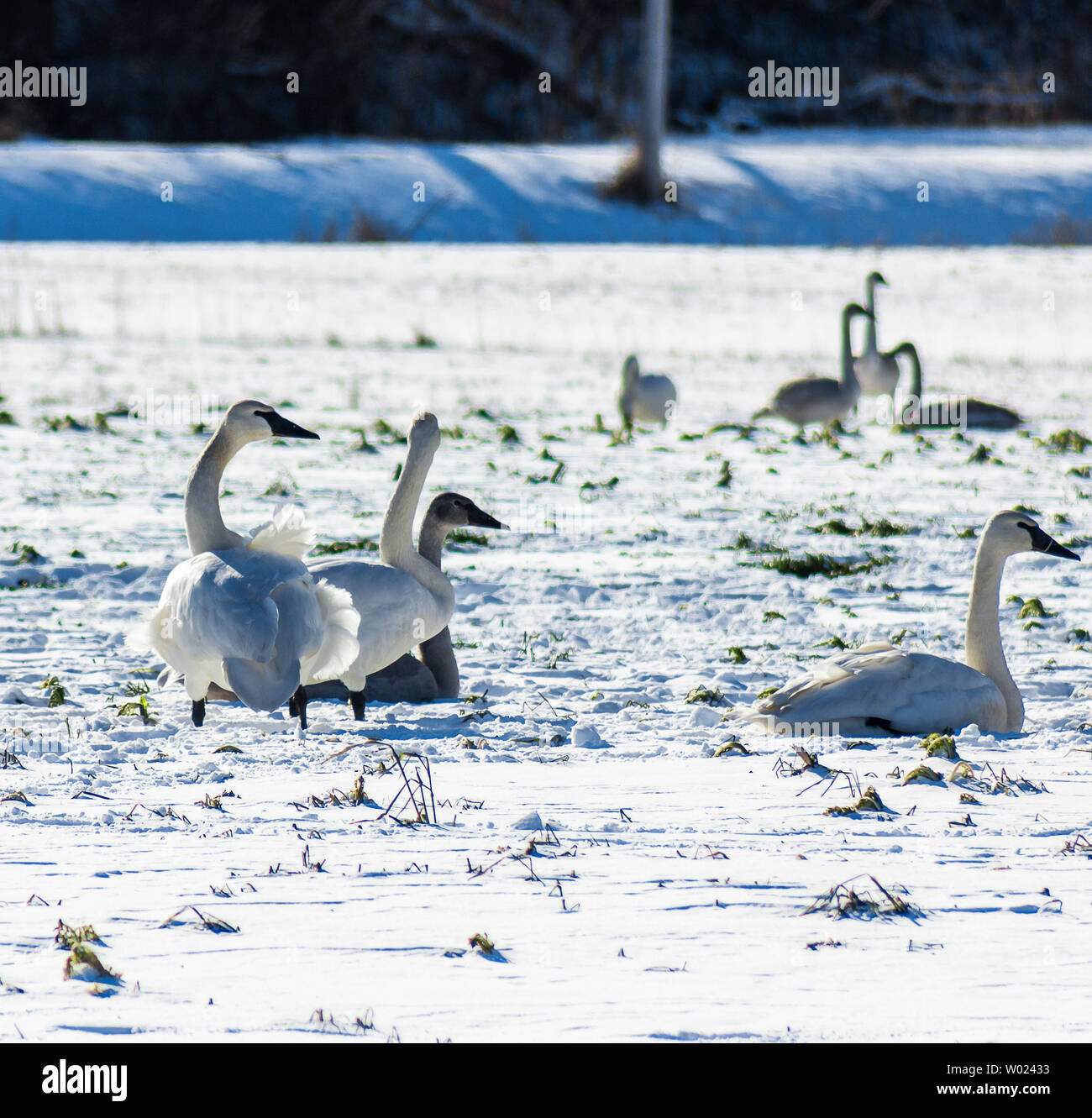 Beautiful trumpeter swans in the snow, They are migrating through/to ...