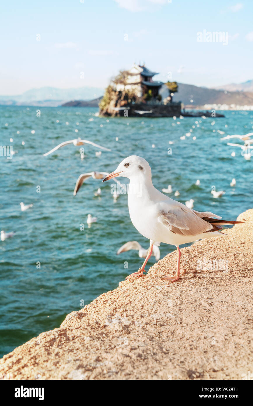 Red billed seagulls hi-res stock photography and images - Alamy