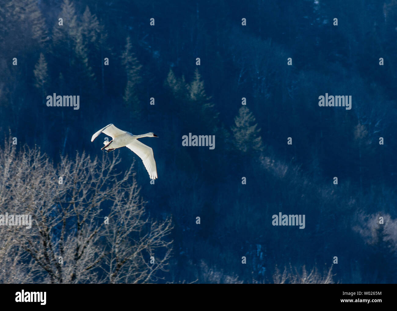 Swan Flying Low High Resolution Stock Photography and Images - Alamy