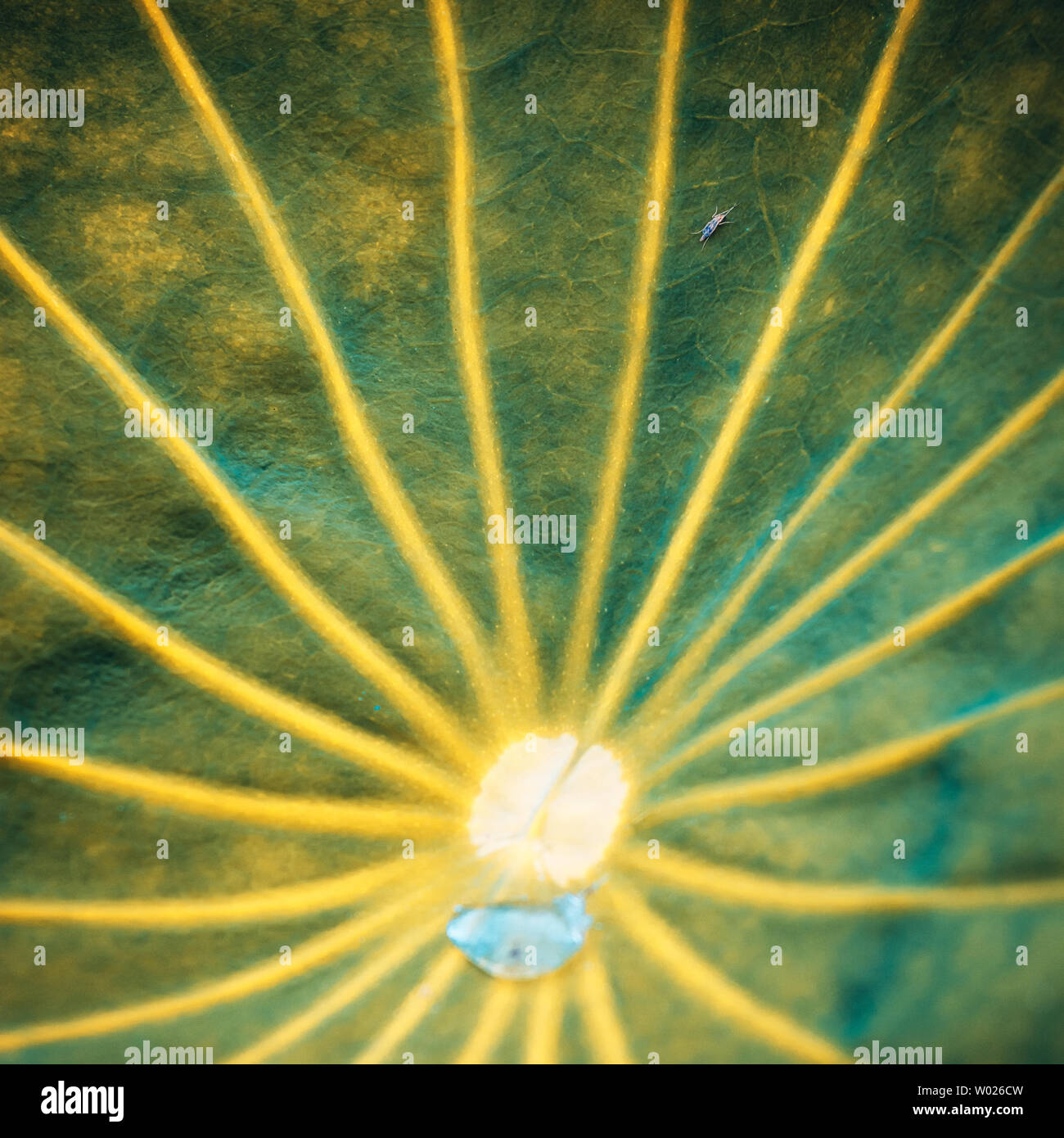 Lotus flowers effect hi-res stock photography and images - Alamy