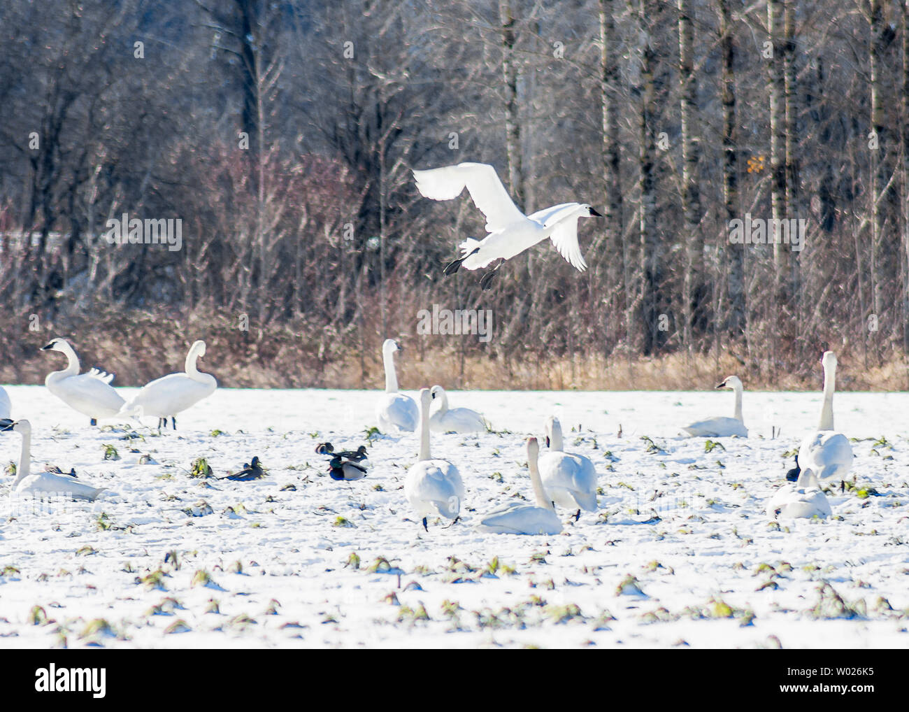 Flying, beautiful trumpeter swan landing in the snow. They are ...