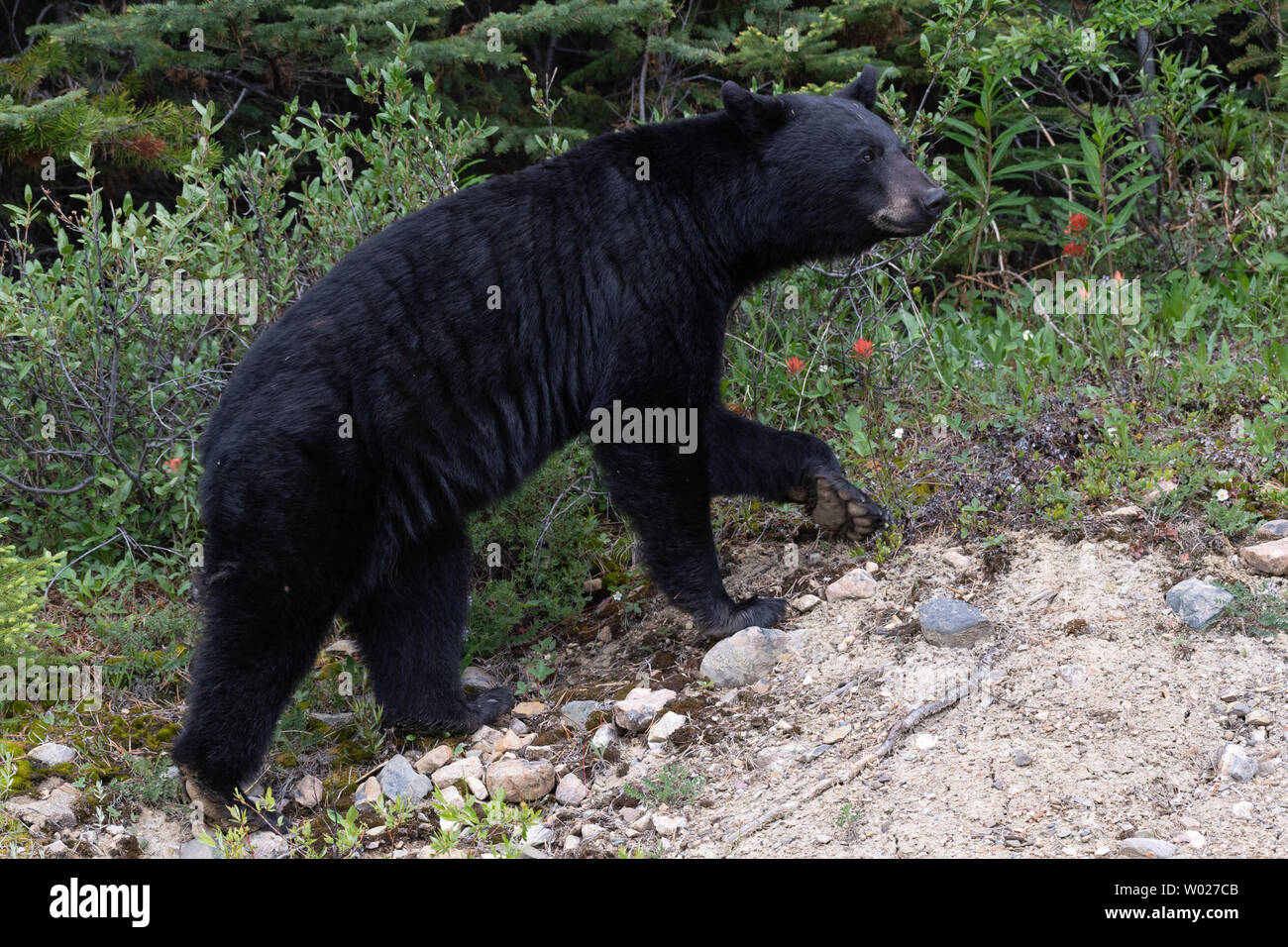 Jasper the bear hi-res stock photography and images - Alamy