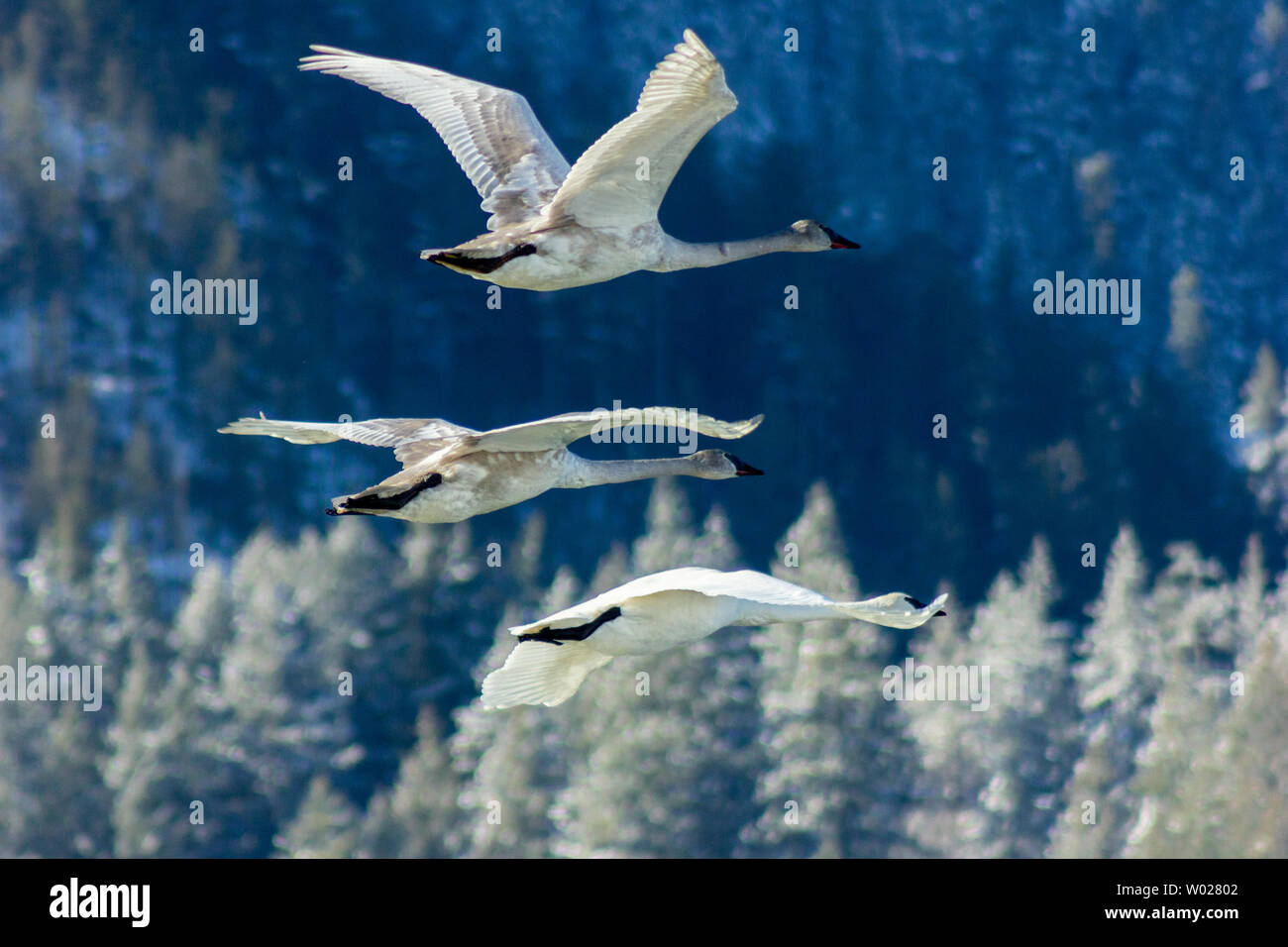 Beautiful Trumpeter swans flock flying low. Snowy mountains in the back ...