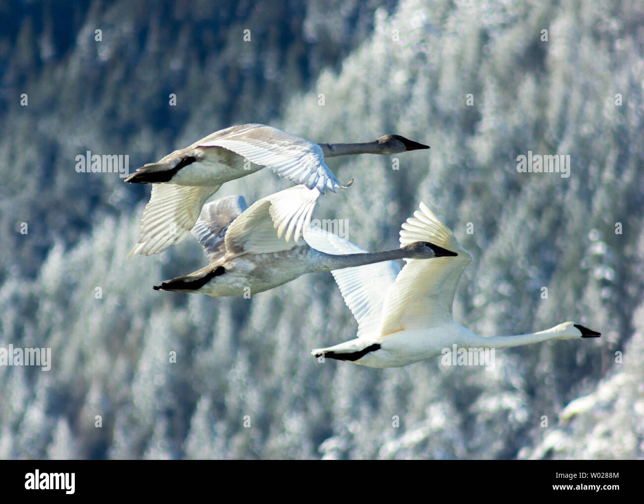 Trumpeter Swan Flying