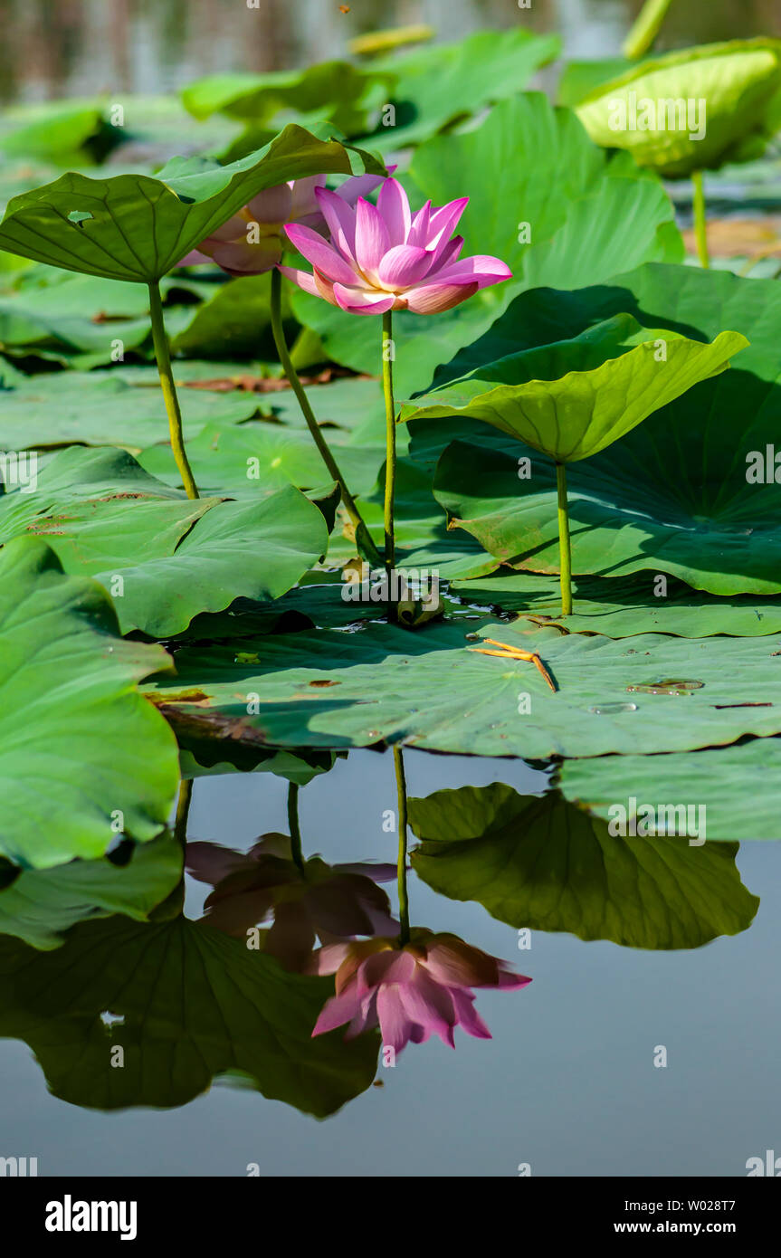 Lotus in the water Stock Photo - Alamy