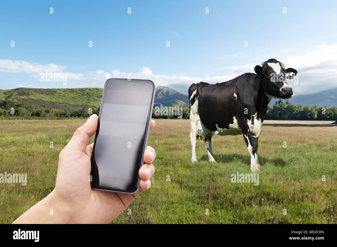 Mobile phone with cow on pasture Stock Photo - Alamy