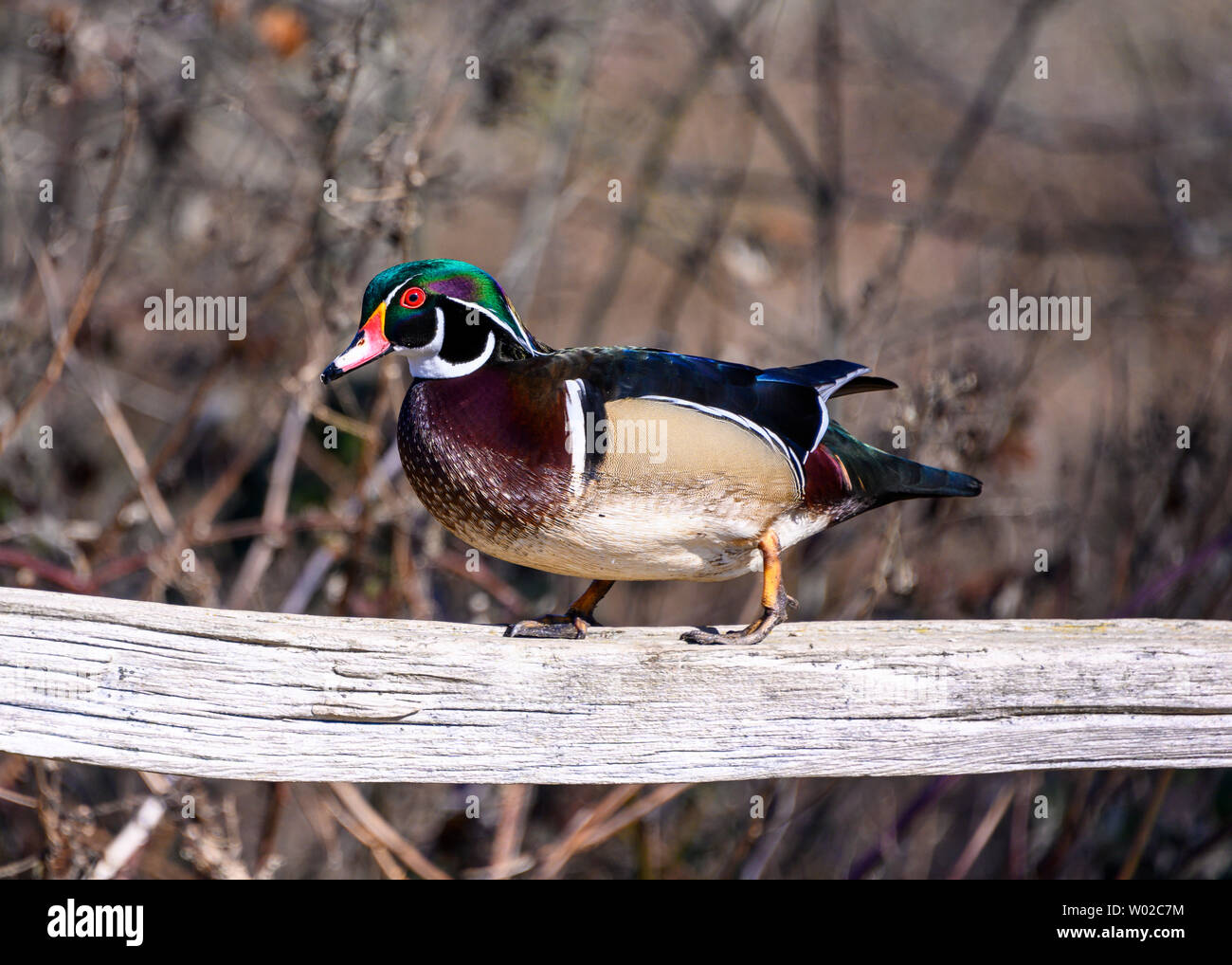 Wing rails hi-res stock photography and images - Alamy