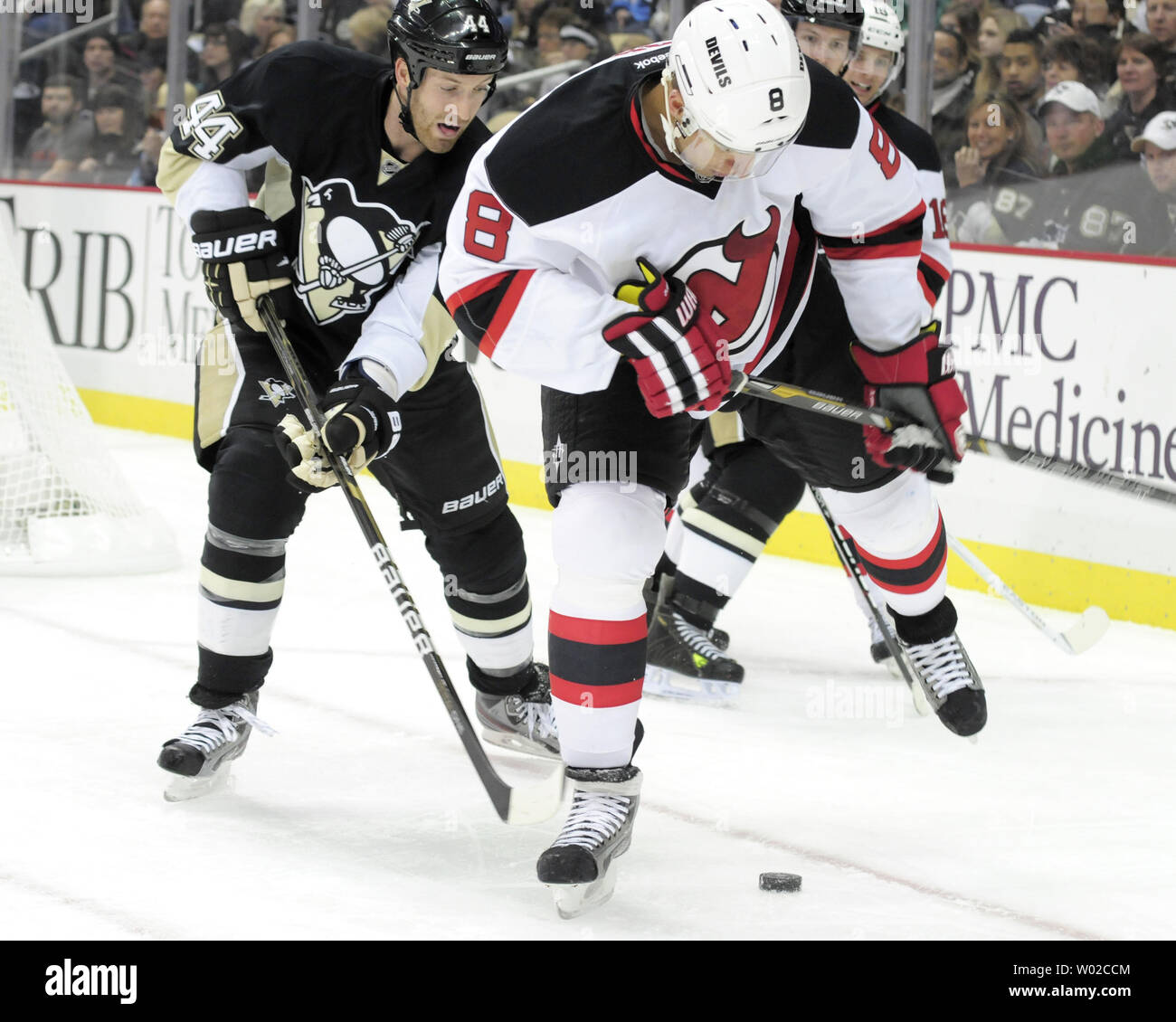 Danius zubrus hi-res stock photography and images - Alamy