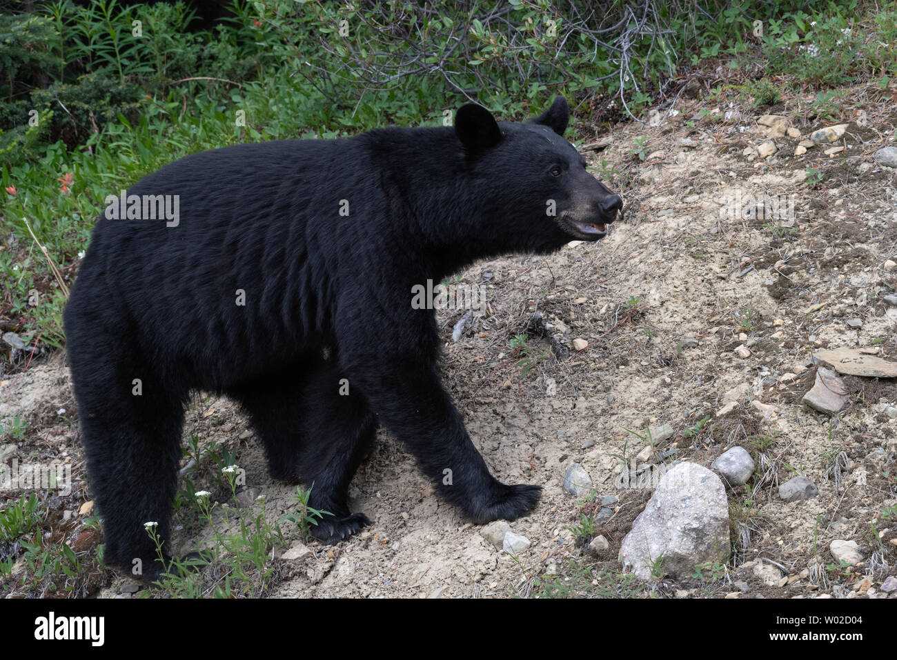 Canada jasper park bear hi-res stock photography and images - Alamy