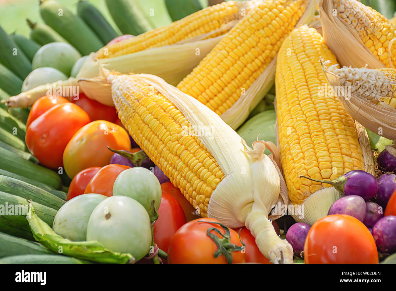Tomato and corn The native vegetation of Thailand Stock Photo - Alamy