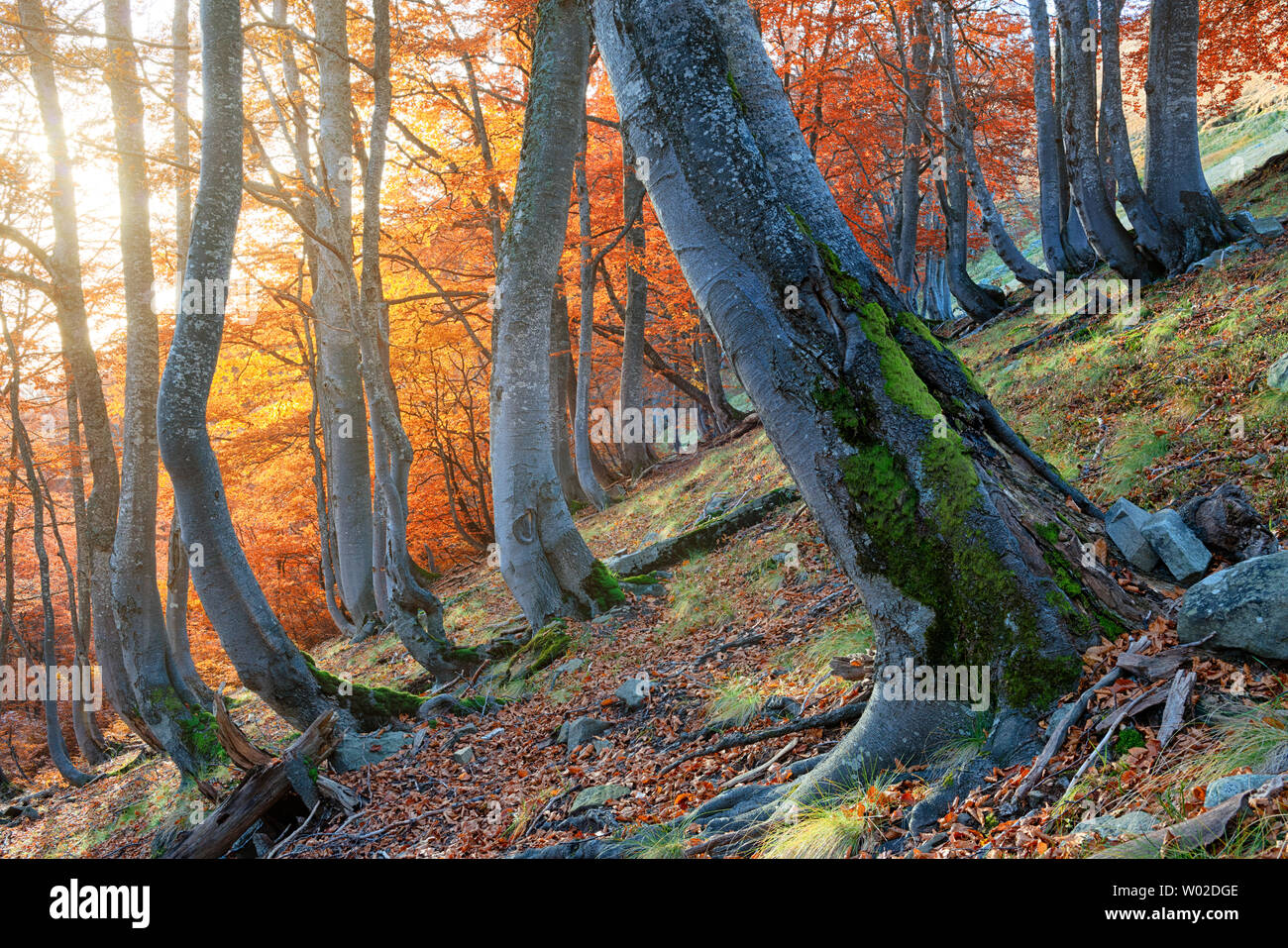 Misty beech scene hi-res stock photography and images - Alamy