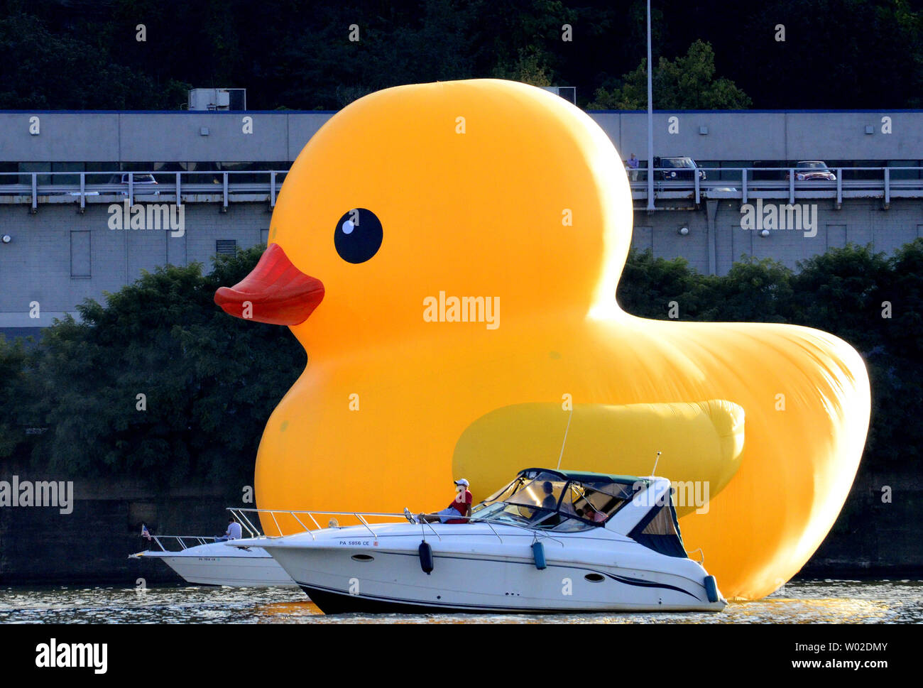 The first U.S. version of the 40-foot-tall rubber ducky which is artist ...