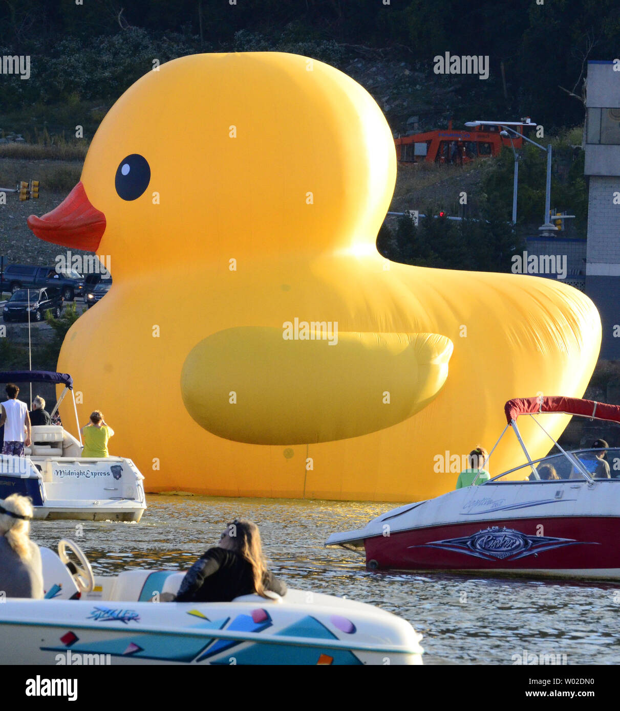 The first U.S. version of the 40-foot-tall rubber ducky which is artist ...