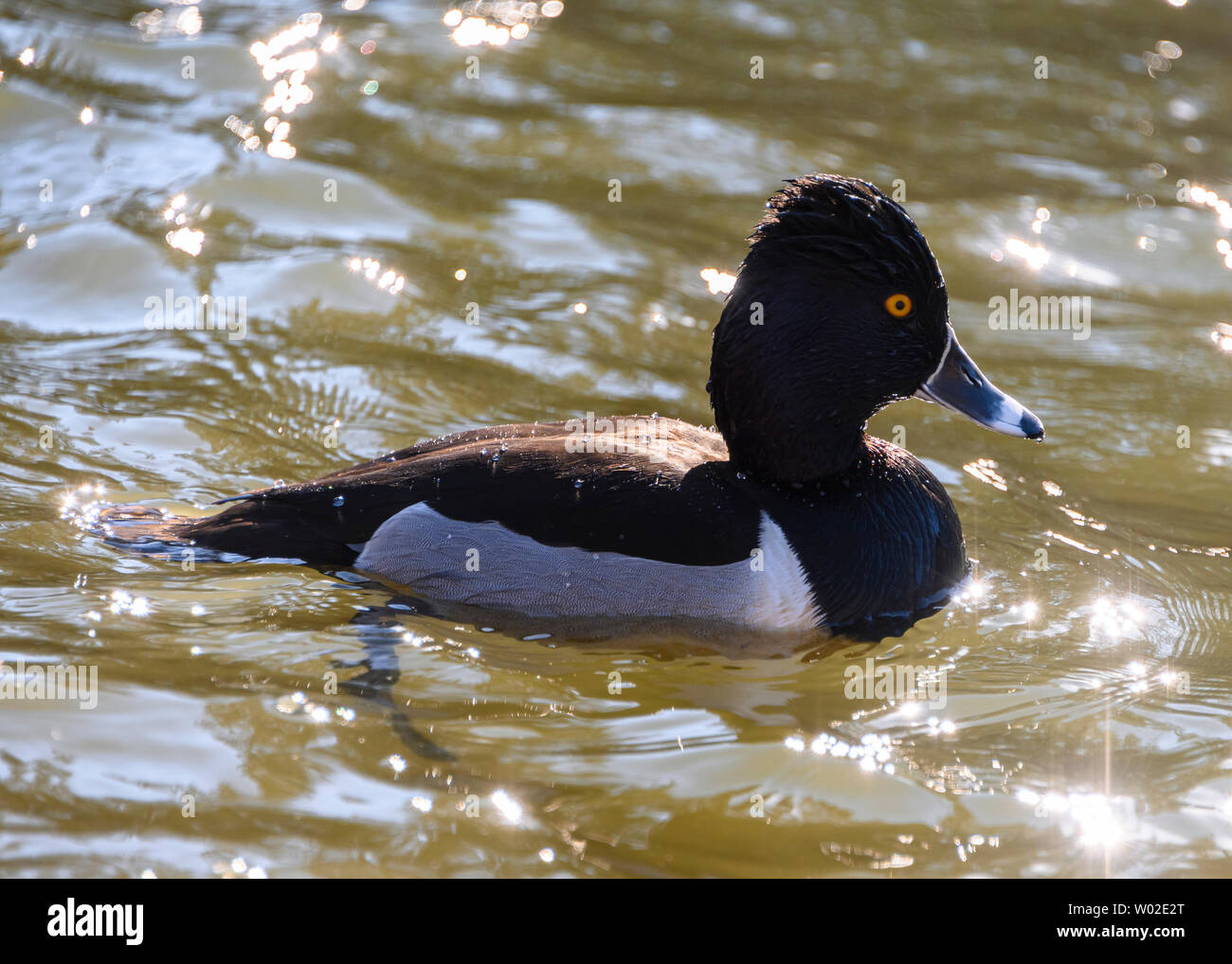 Bird with yellow ring around eyes hi-res stock photography and images ...