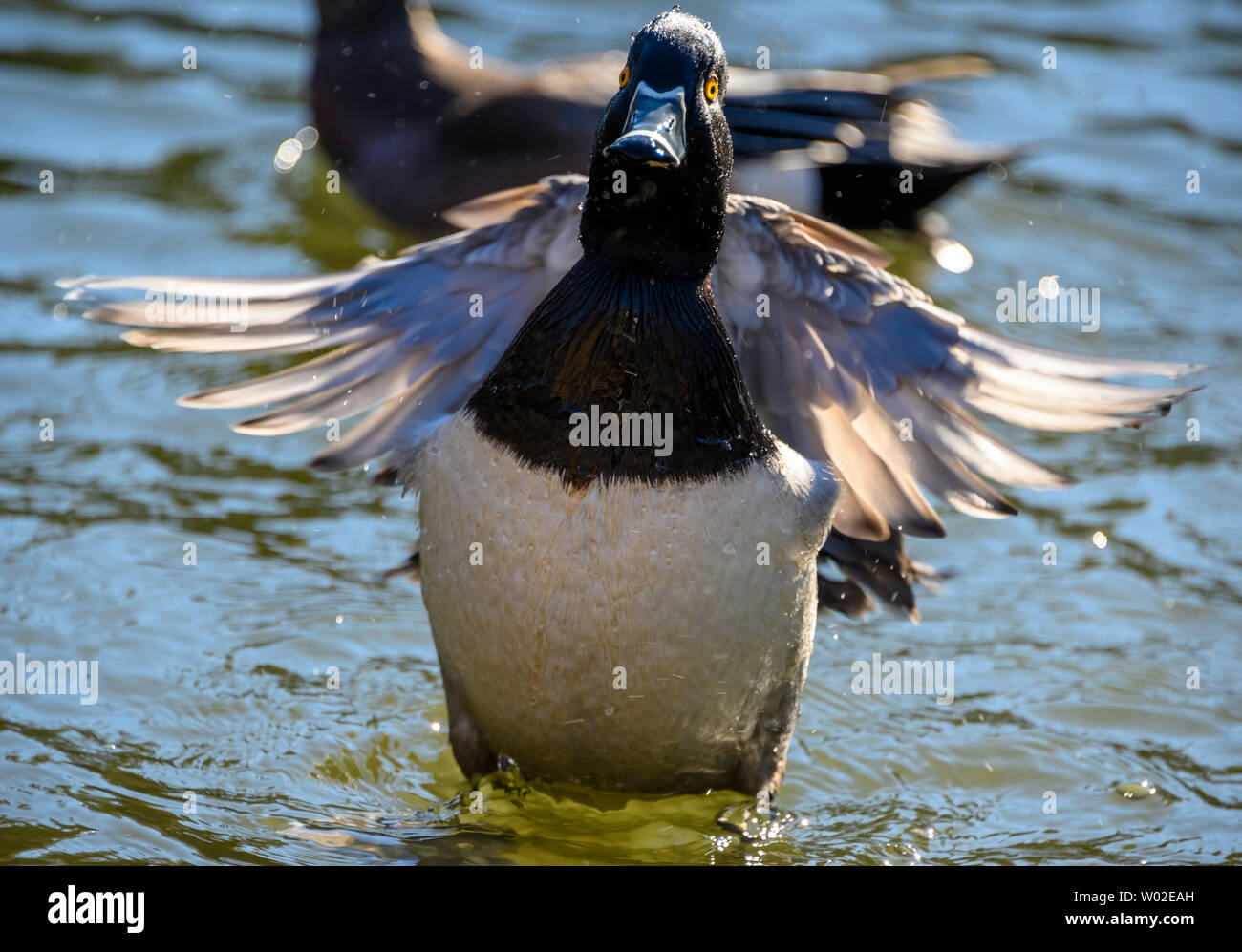 White ring around bill hi-res stock photography and images - Alamy