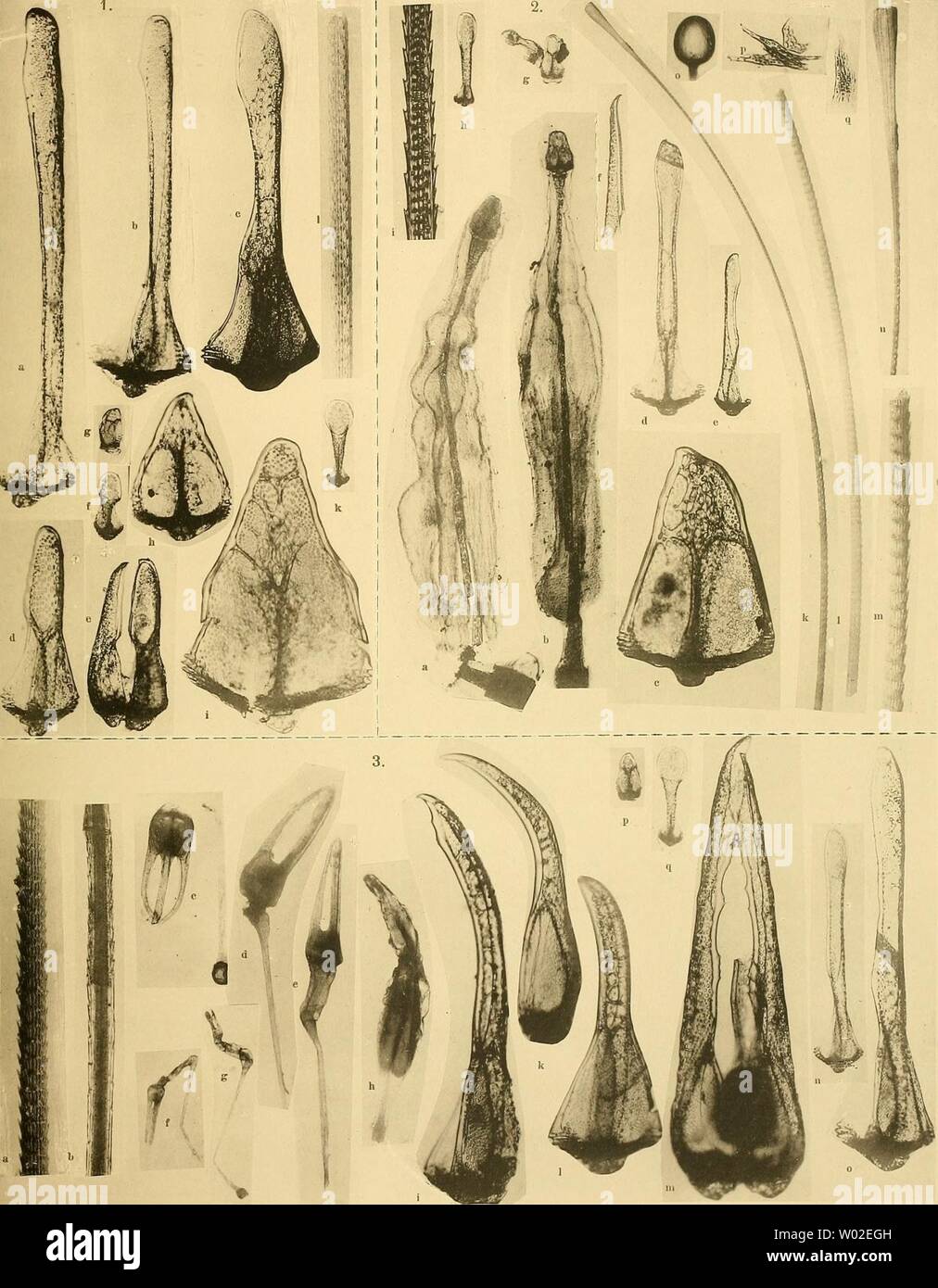 Taf xxxiii hi-res stock photography and images - Alamy