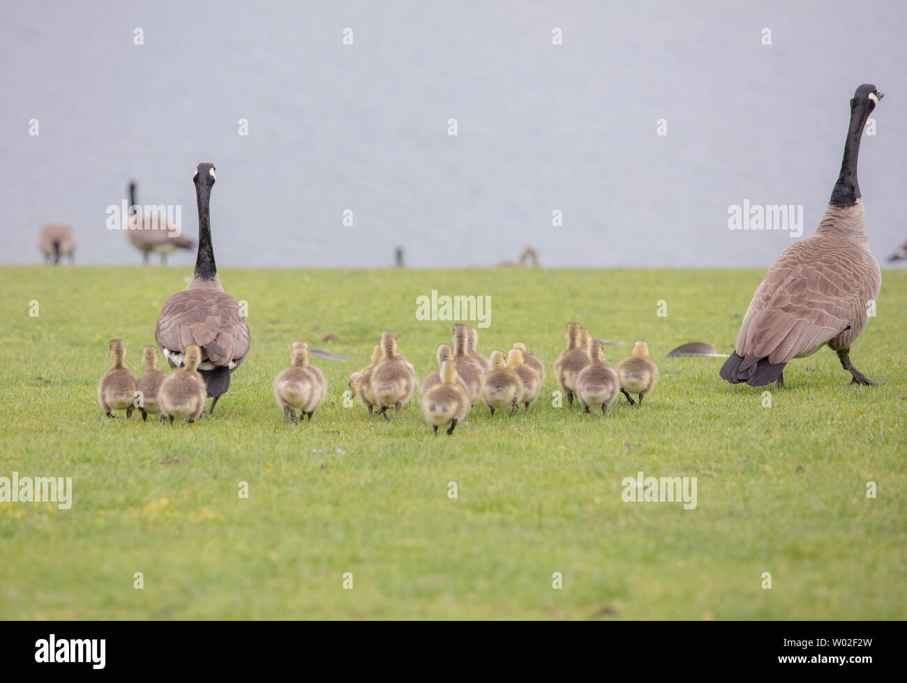 Canadian goose chicks baby Stock Photo - Alamy