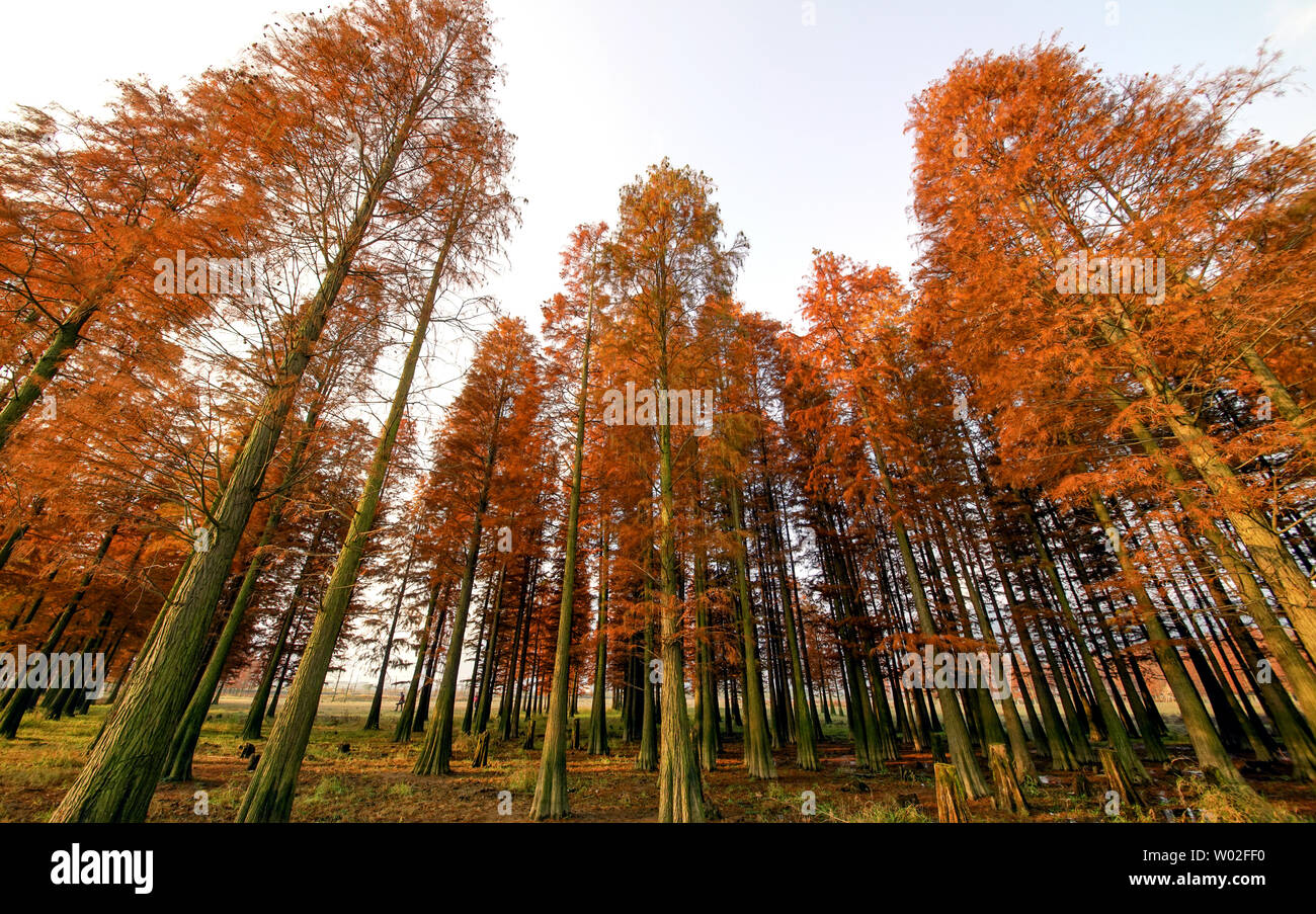 Four Ming Lake Sequoia Stock Photo - Alamy
