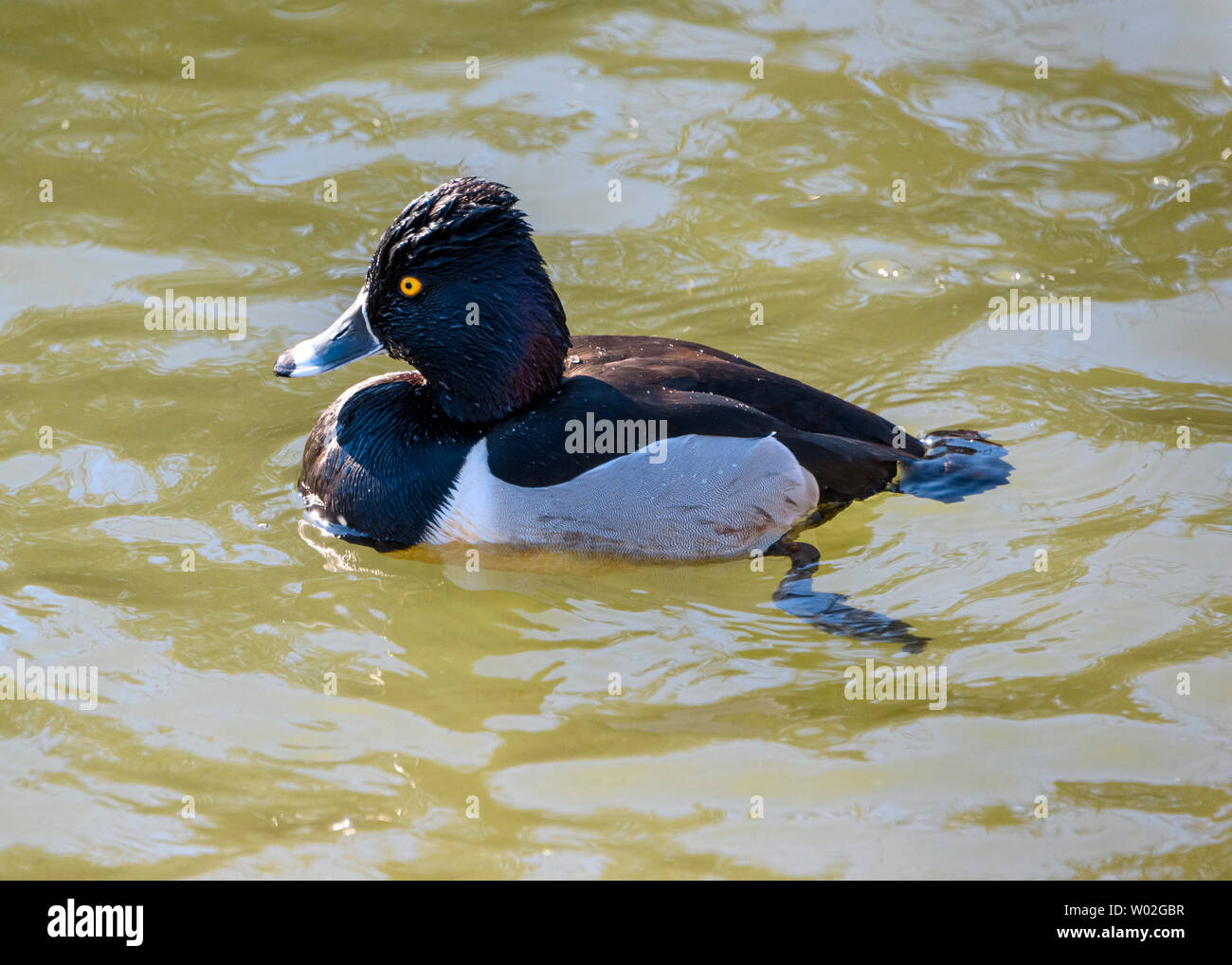 Beautiful ring necked male duck swimming in the lake. Black and grey ...