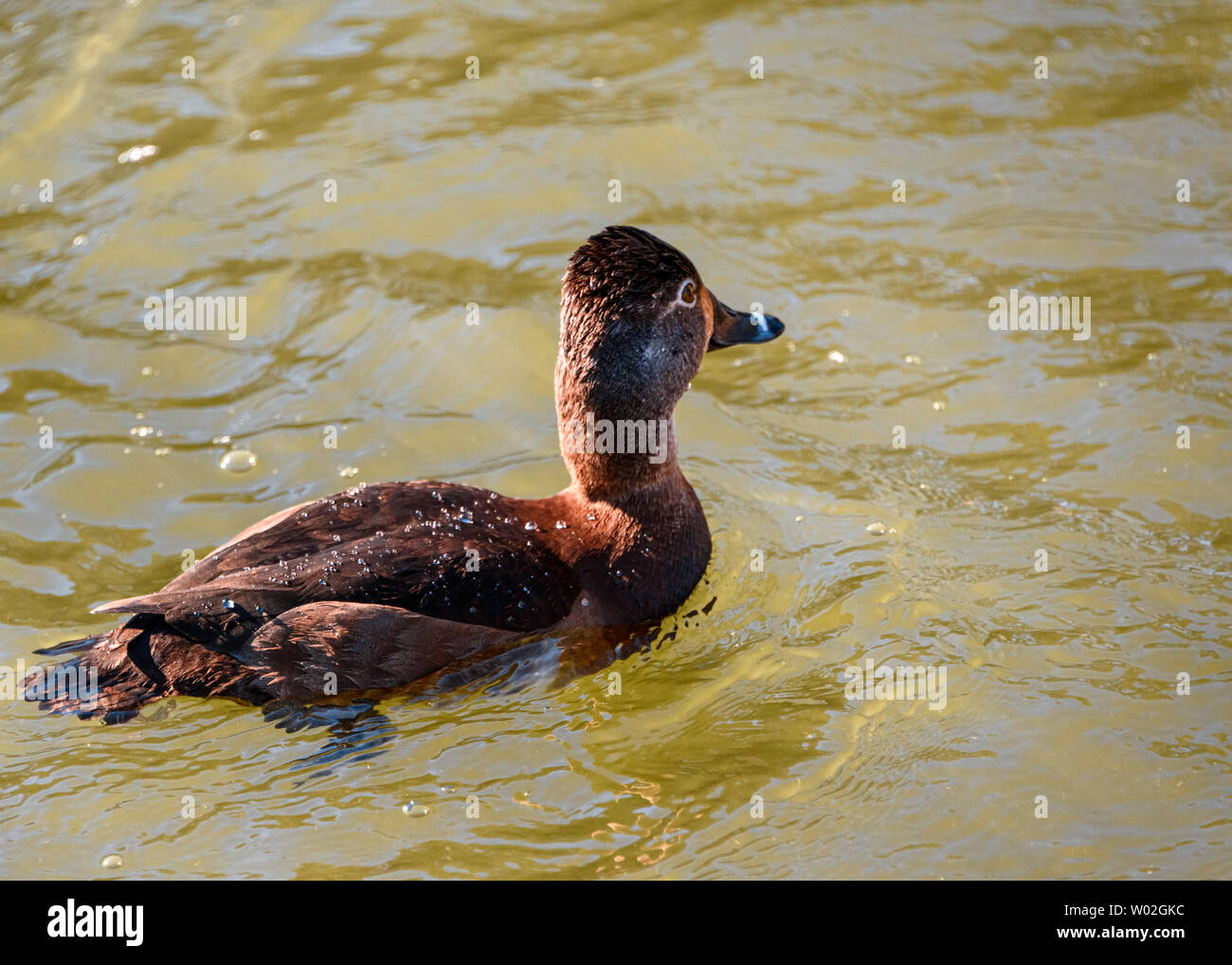 Ring around neck hi-res stock photography and images - Alamy