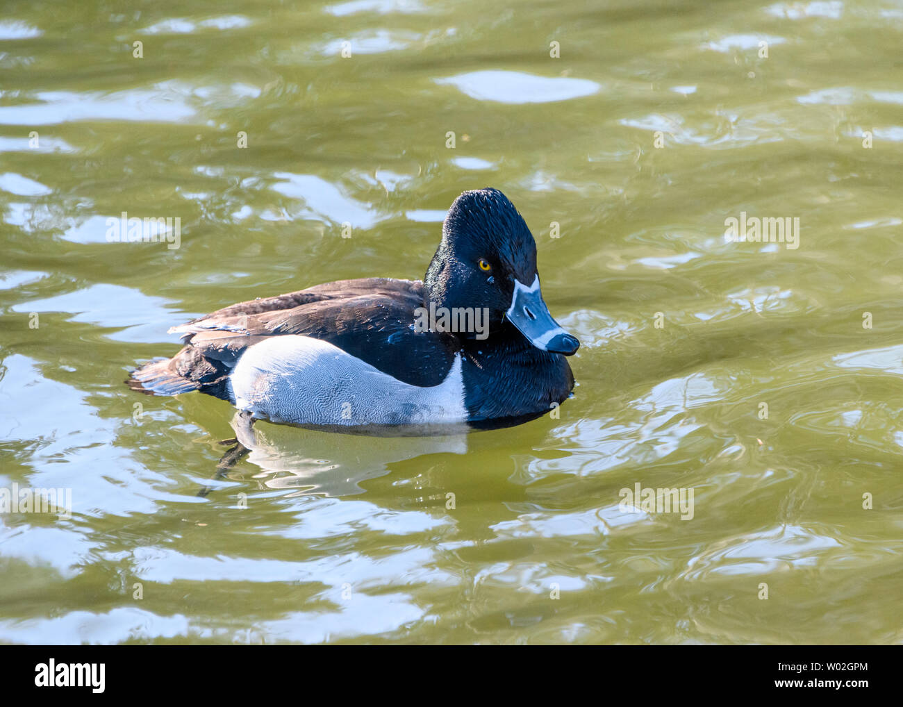 Bird with yellow ring around eyes hi-res stock photography and images ...