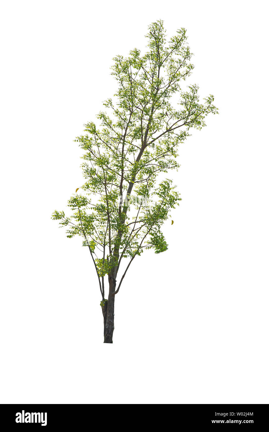 Isolated Bright green tree on a white background with clipping path ...